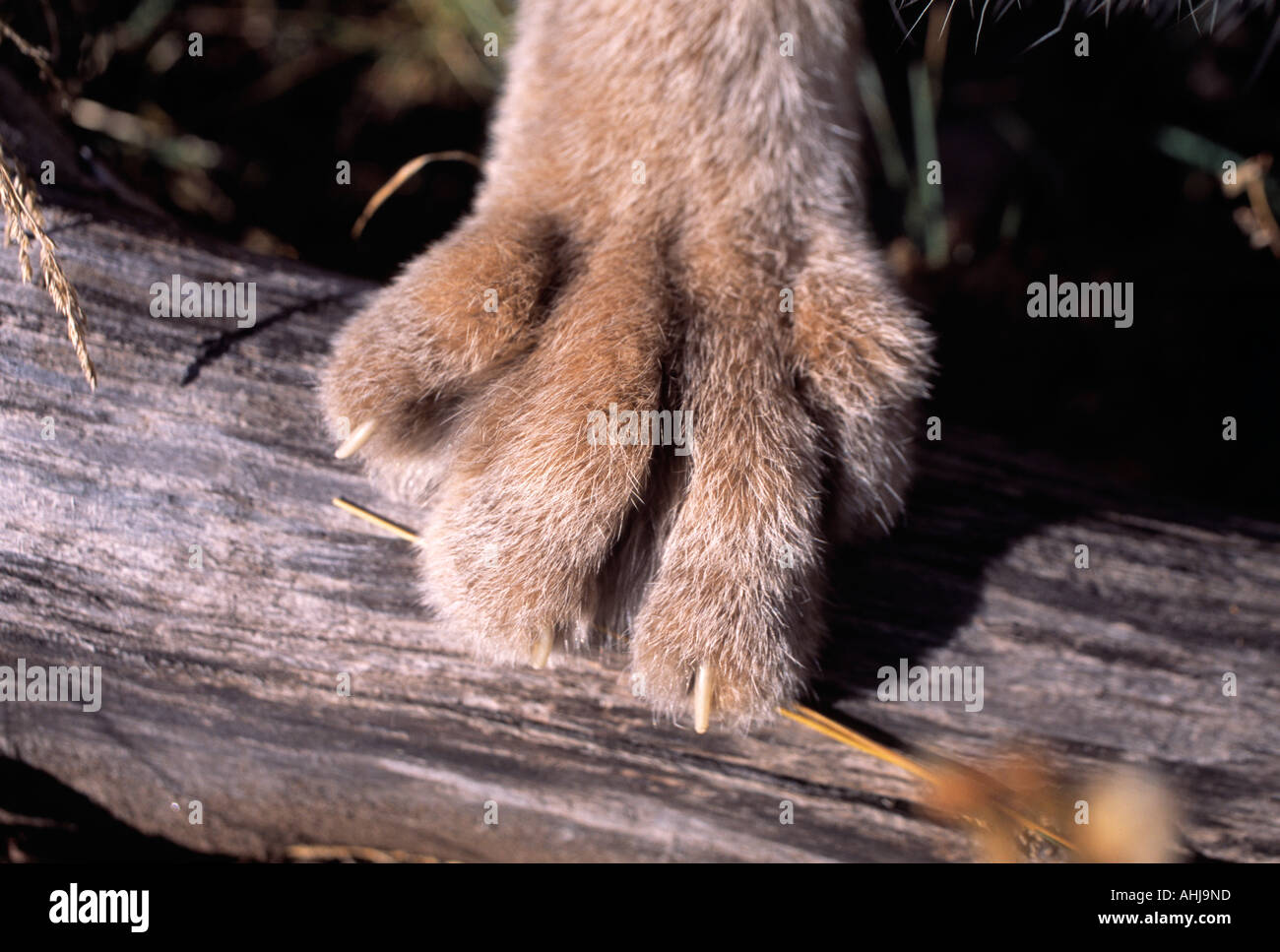 Luchs pfote -Fotos und -Bildmaterial in hoher Auflösung – Alamy