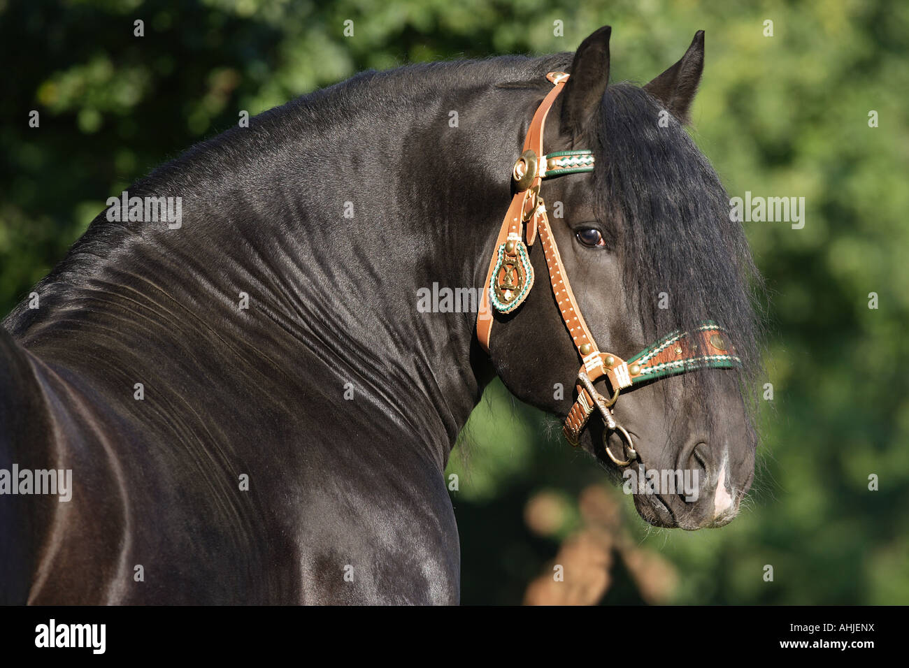 Noriker horse portrait -Fotos und -Bildmaterial in hoher Auflösung – Alamy