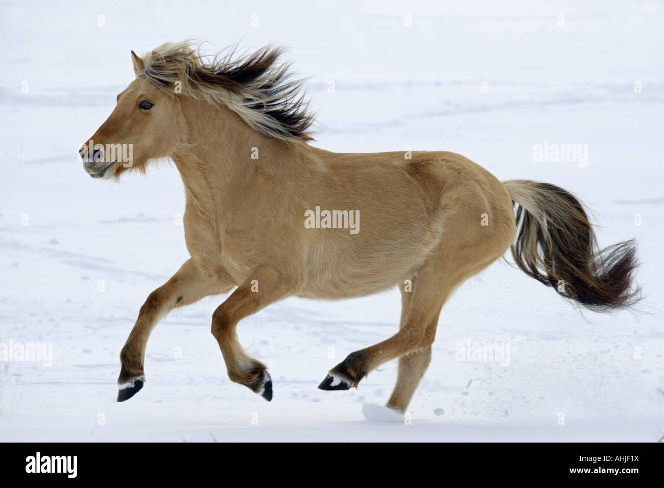 Norwegian fjord horse galloping -Fotos und -Bildmaterial in hoher ...