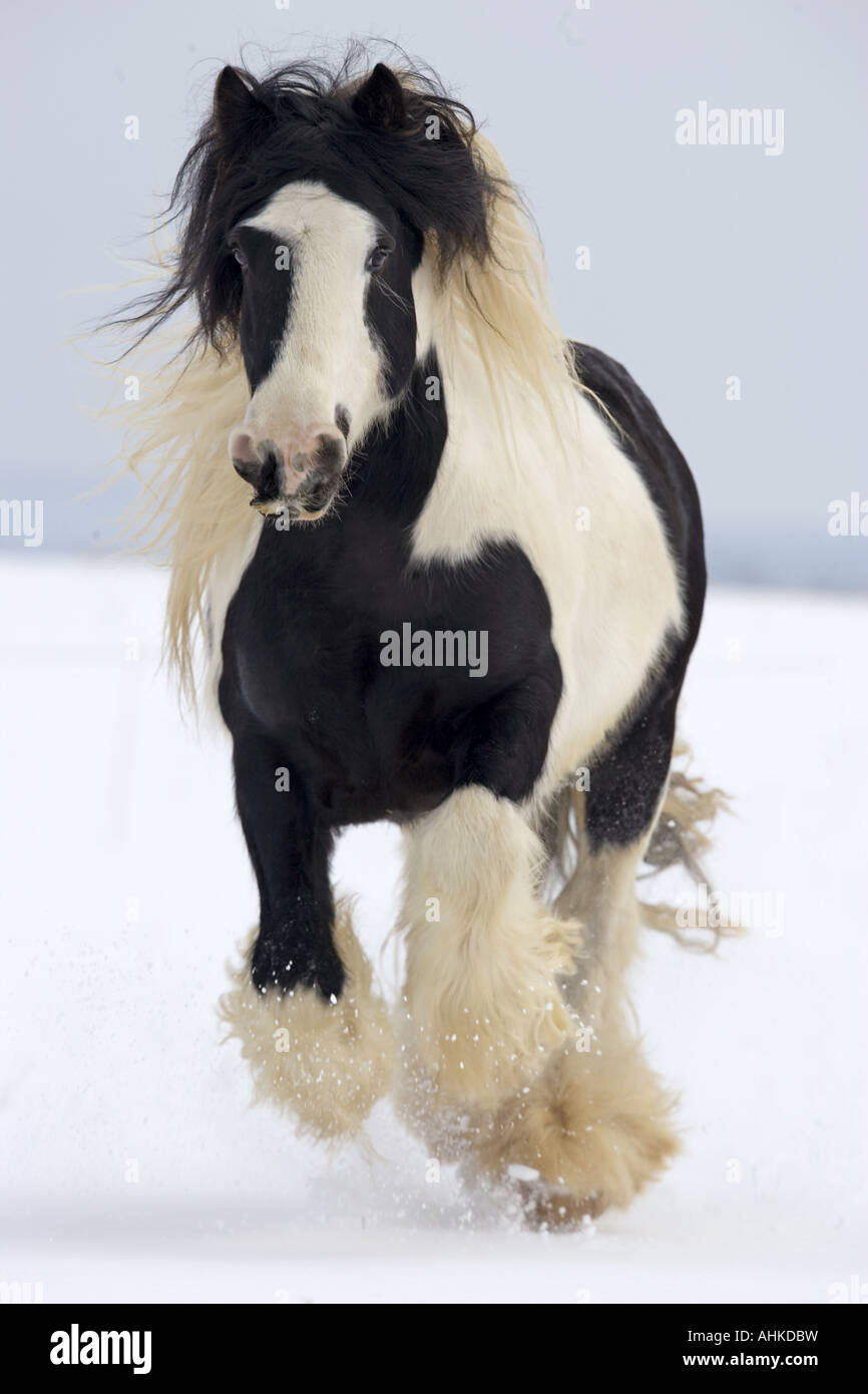 Tinker Pony - Galopp im Schnee Stockfotografie - Alamy