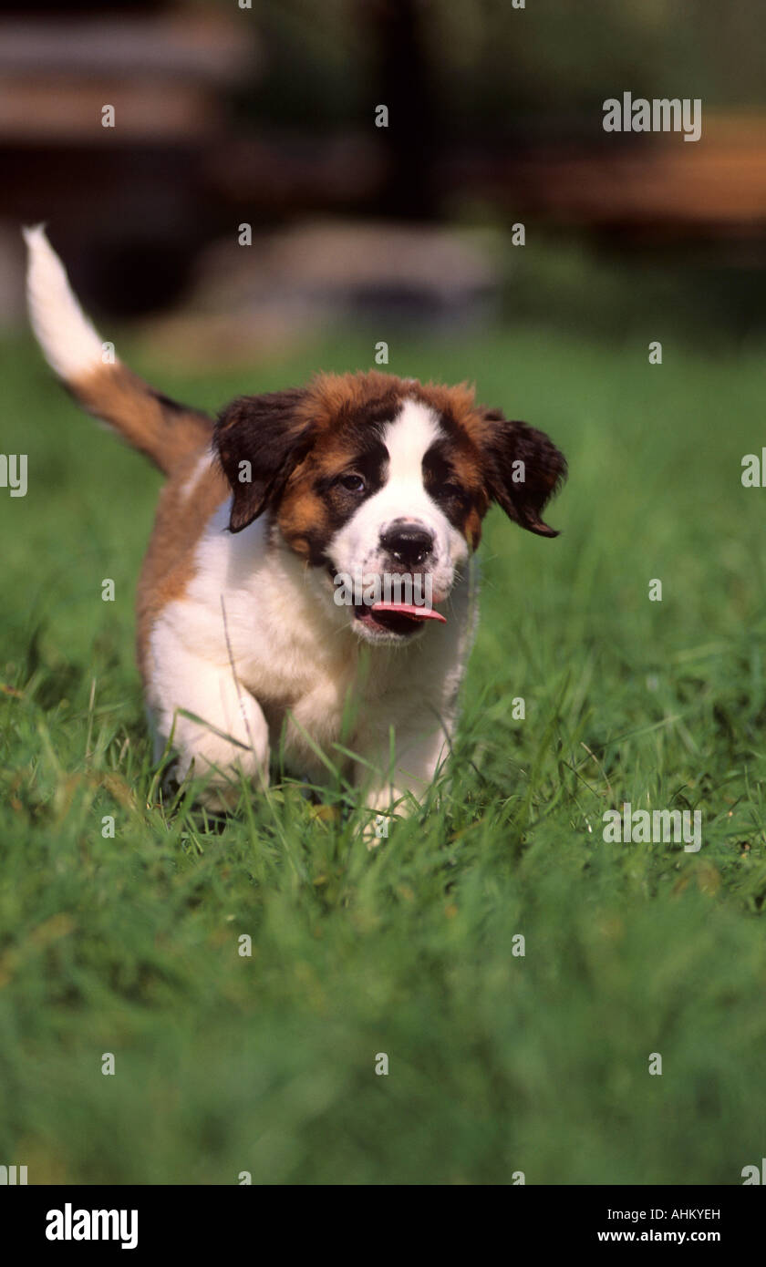 Junger Bernhardiner Laufend Auf Wiese junge Bernhardiner in Grünland ...