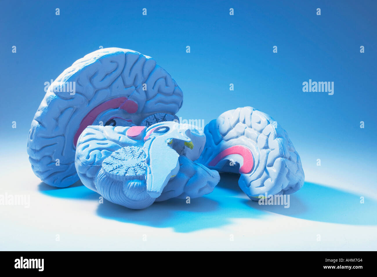 Das menschliche gehirn -Fotos und -Bildmaterial in hoher Auflösung – Alamy