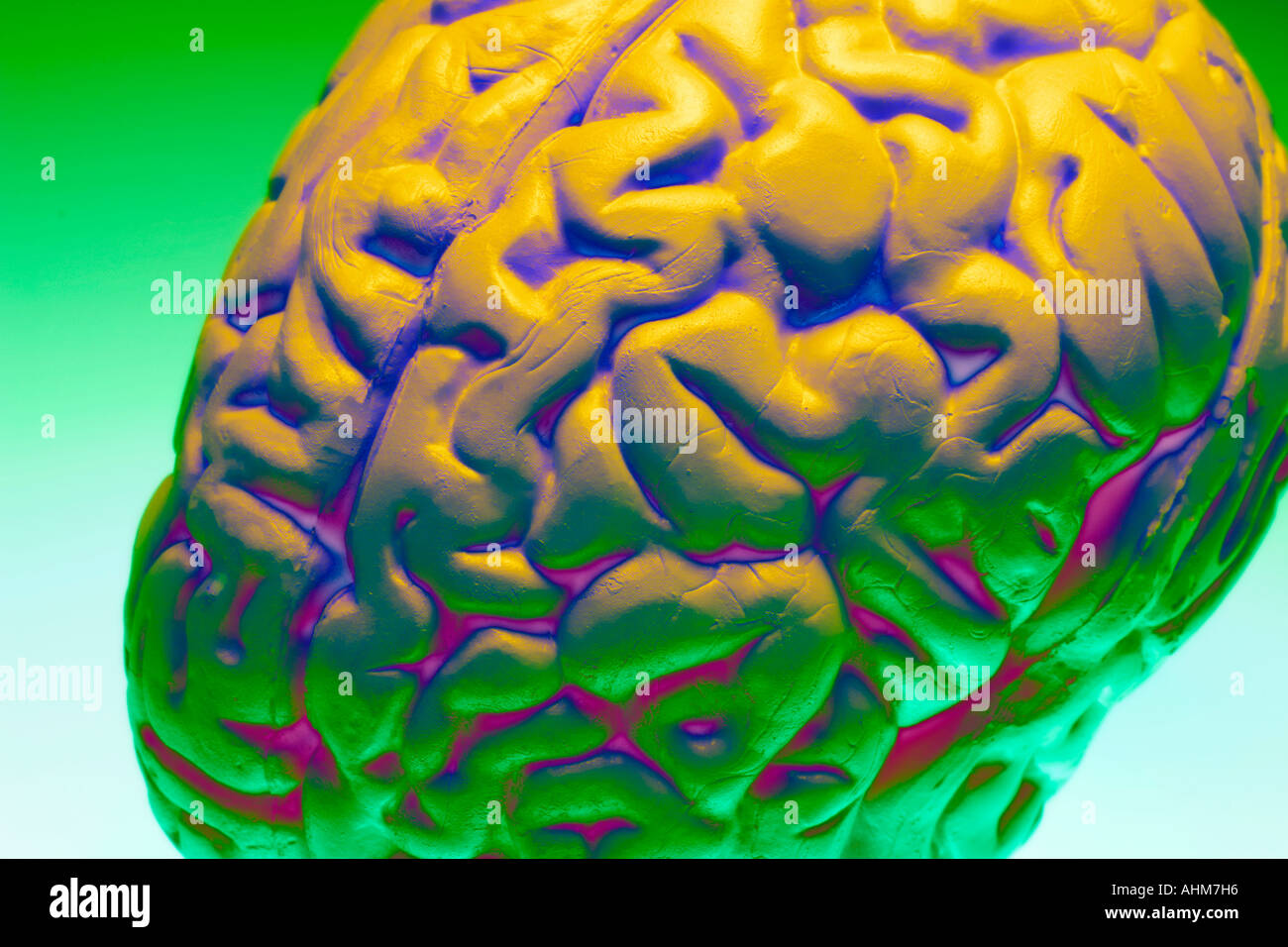 Probe der Anatomie des menschlichen Gehirns Stockfotografie - Alamy