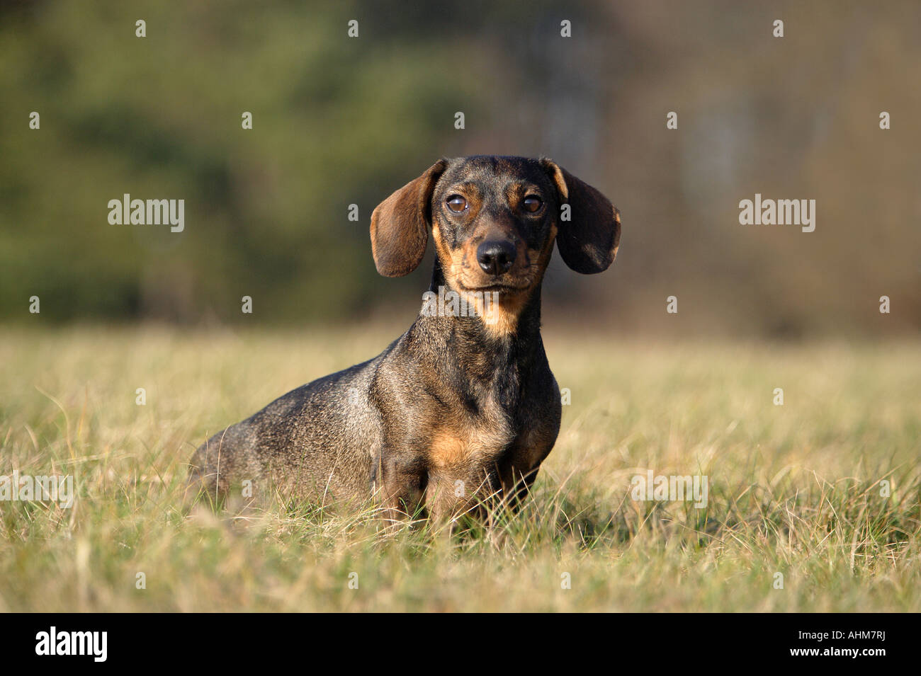 Wire haired dachshund sitting on -Fotos und -Bildmaterial in hoher ...