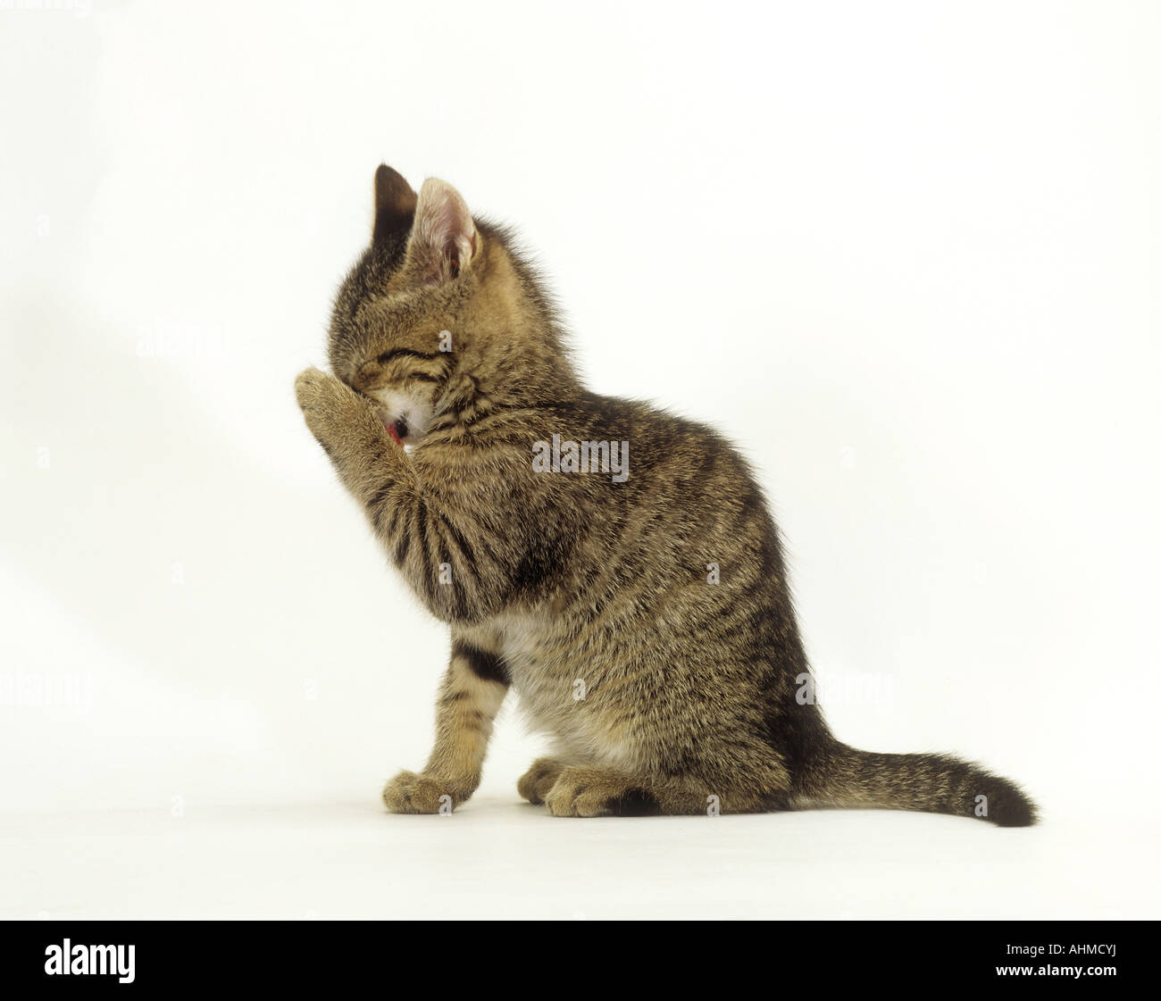 Cat preening itself -Fotos und -Bildmaterial in hoher Auflösung – Alamy