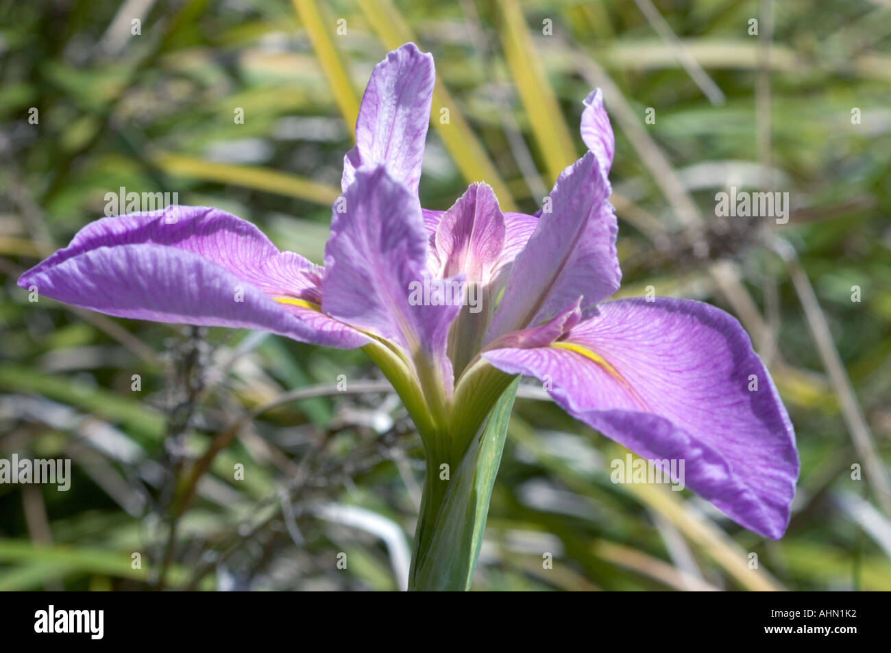 Familia de las plantas del iris iridaceae -Fotos und -Bildmaterial in ...