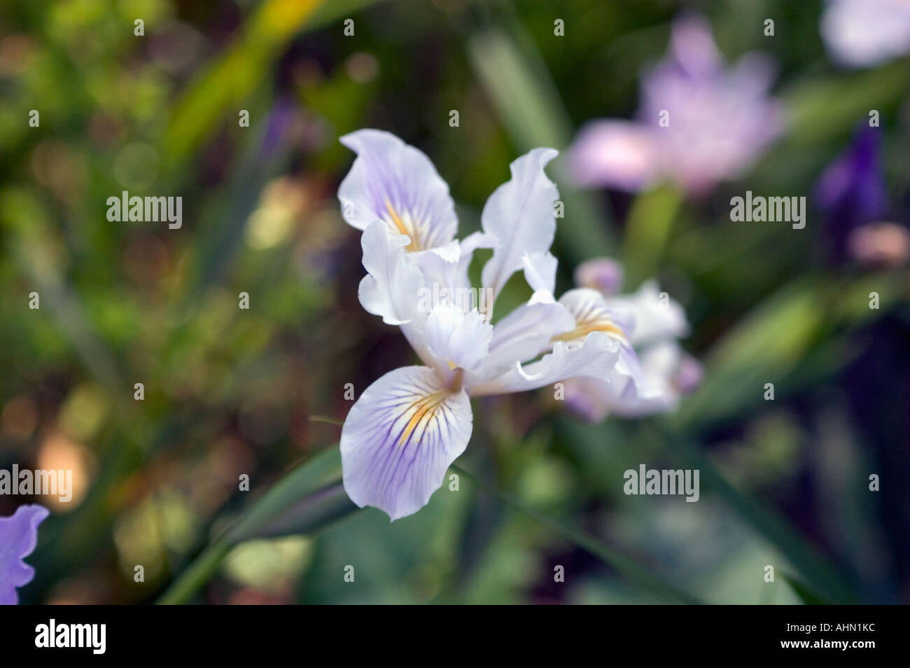 Familia de las plantas del iris iridaceae -Fotos und -Bildmaterial in ...