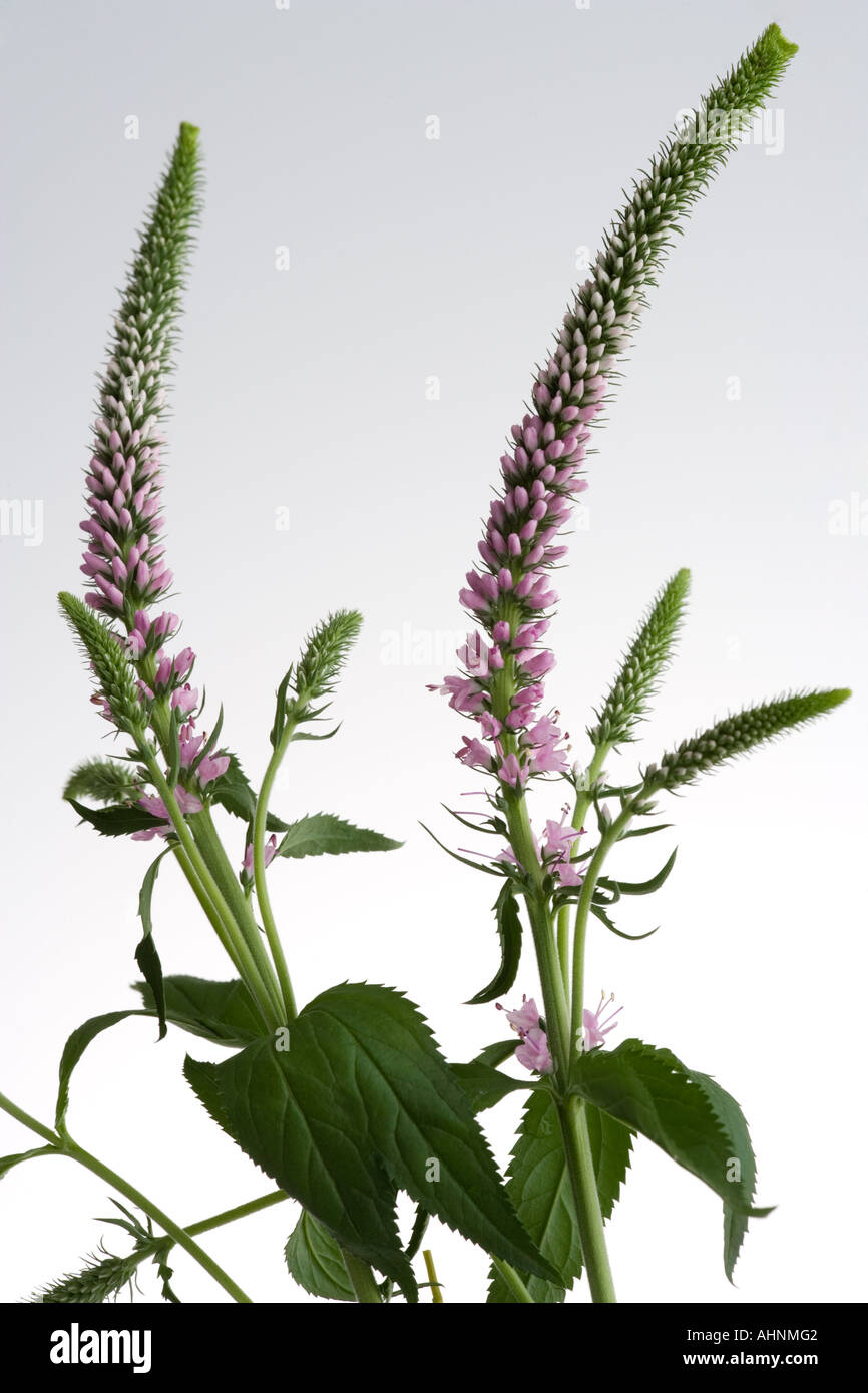 Veronica Longifolia Stockfotos und -bilder Kaufen - Seite 2 - Alamy