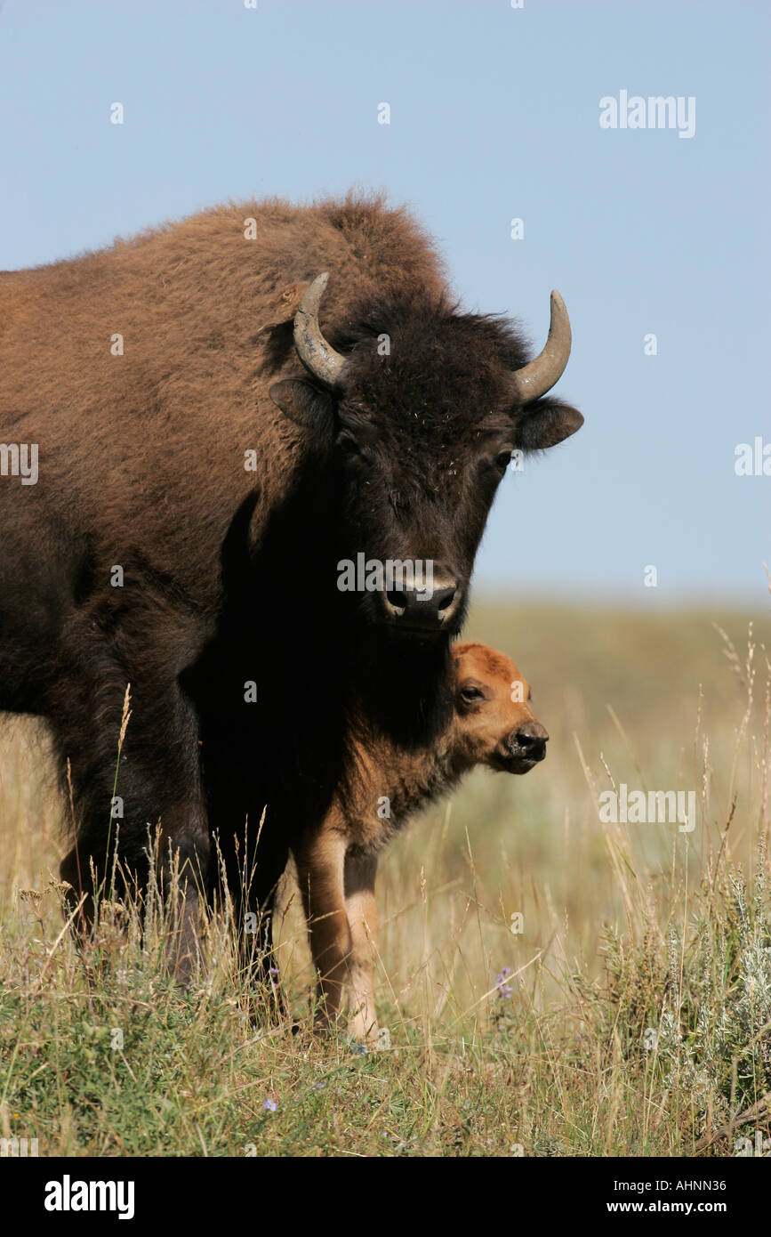 American Bison And Fighting Stockfotos und -bilder Kaufen - Alamy