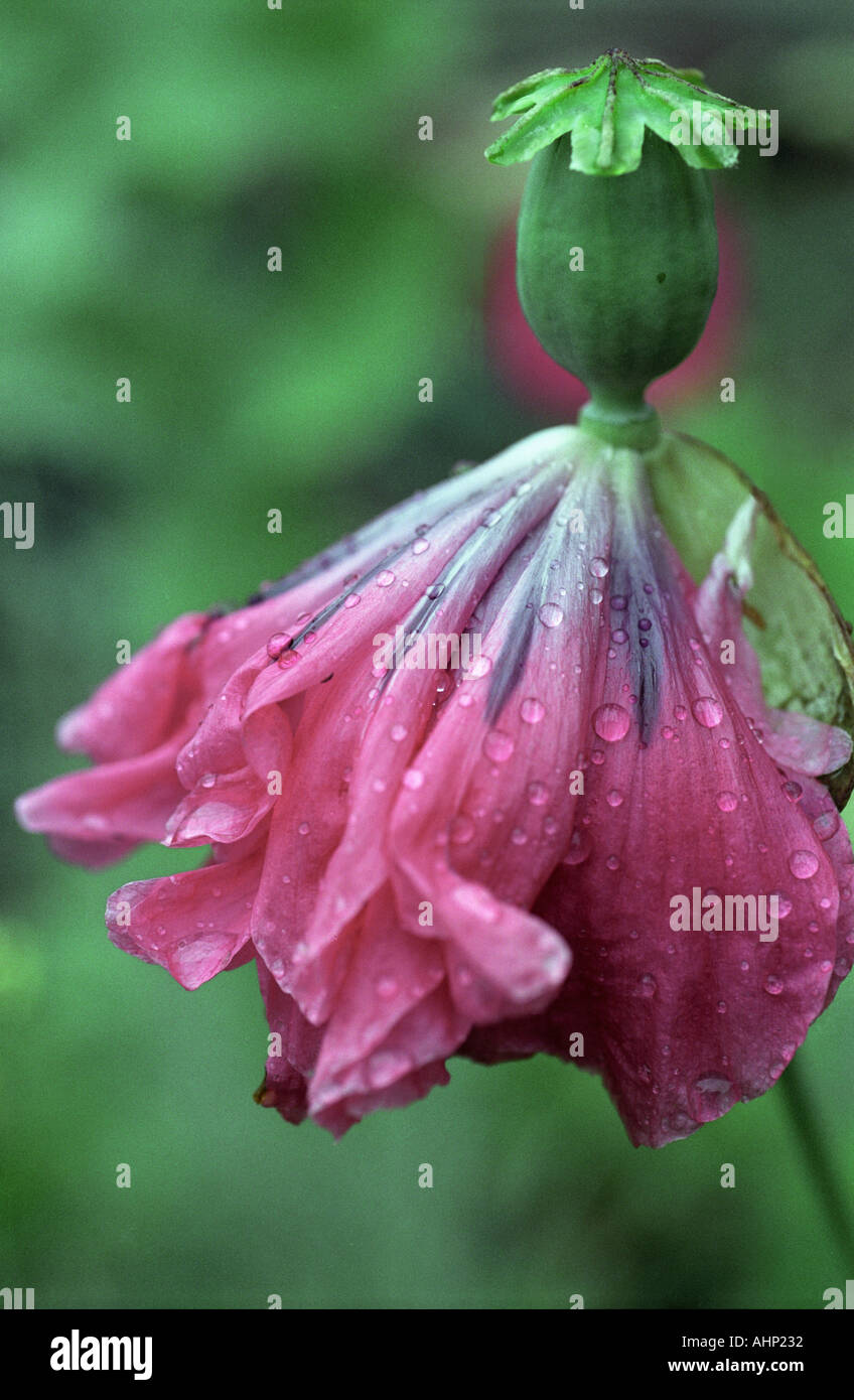 Mohn Im Garten Stockfotos und -bilder Kaufen - Alamy