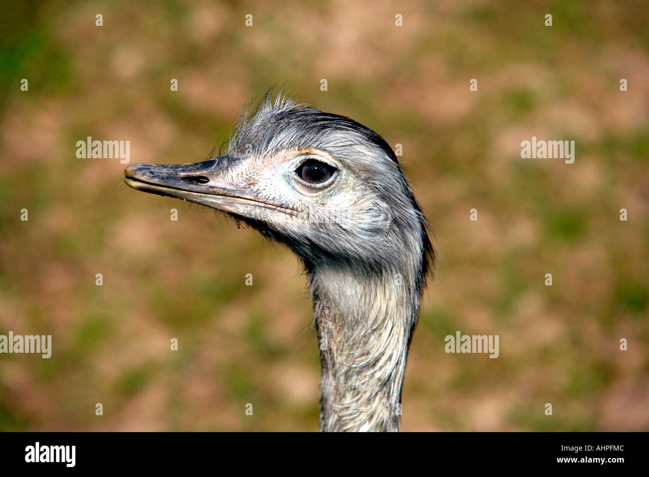 Rhea americanus -Fotos und -Bildmaterial in hoher Auflösung – Alamy