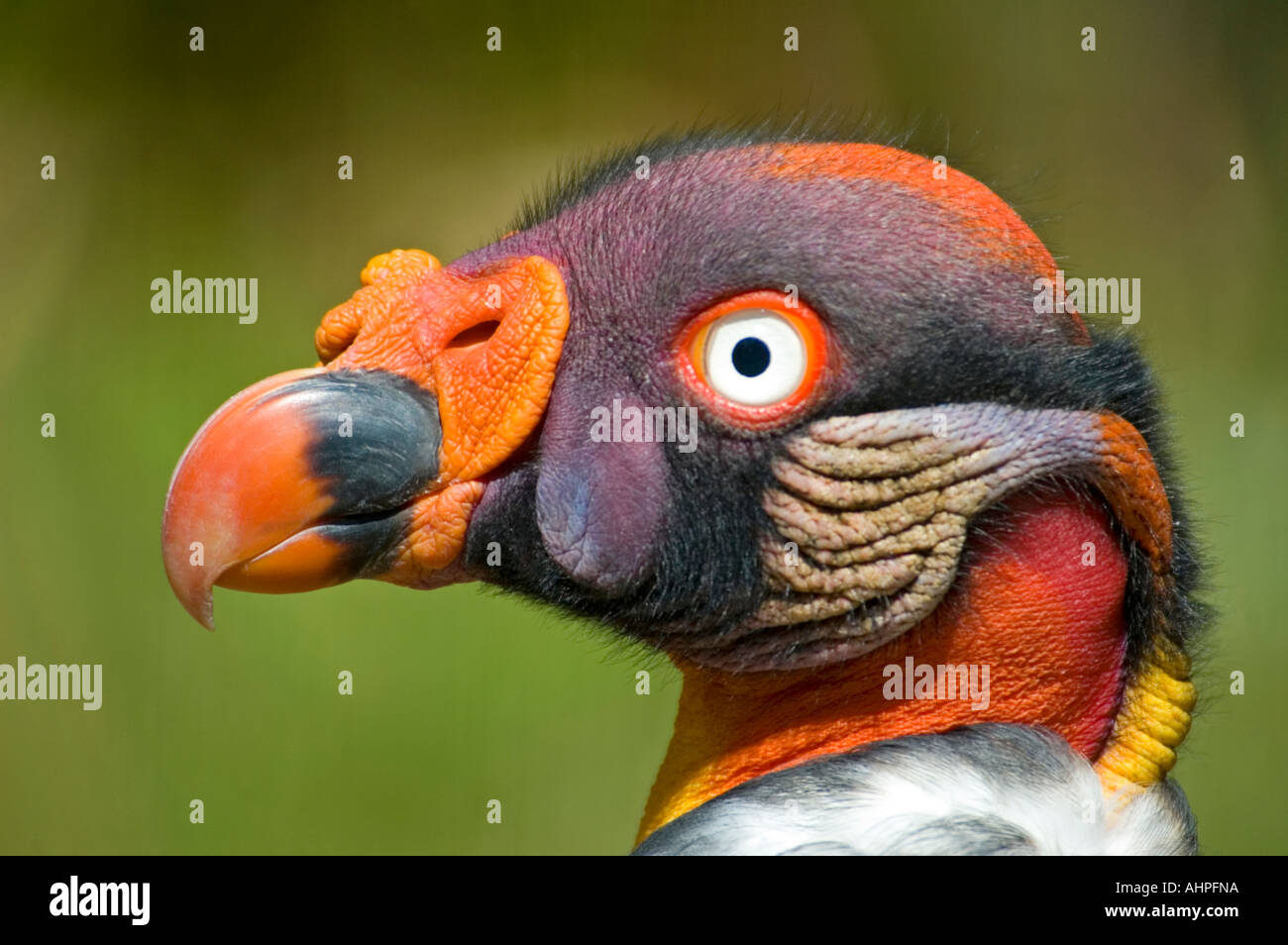 Geier Kopf Gelb Stockfotos und -bilder Kaufen - Alamy