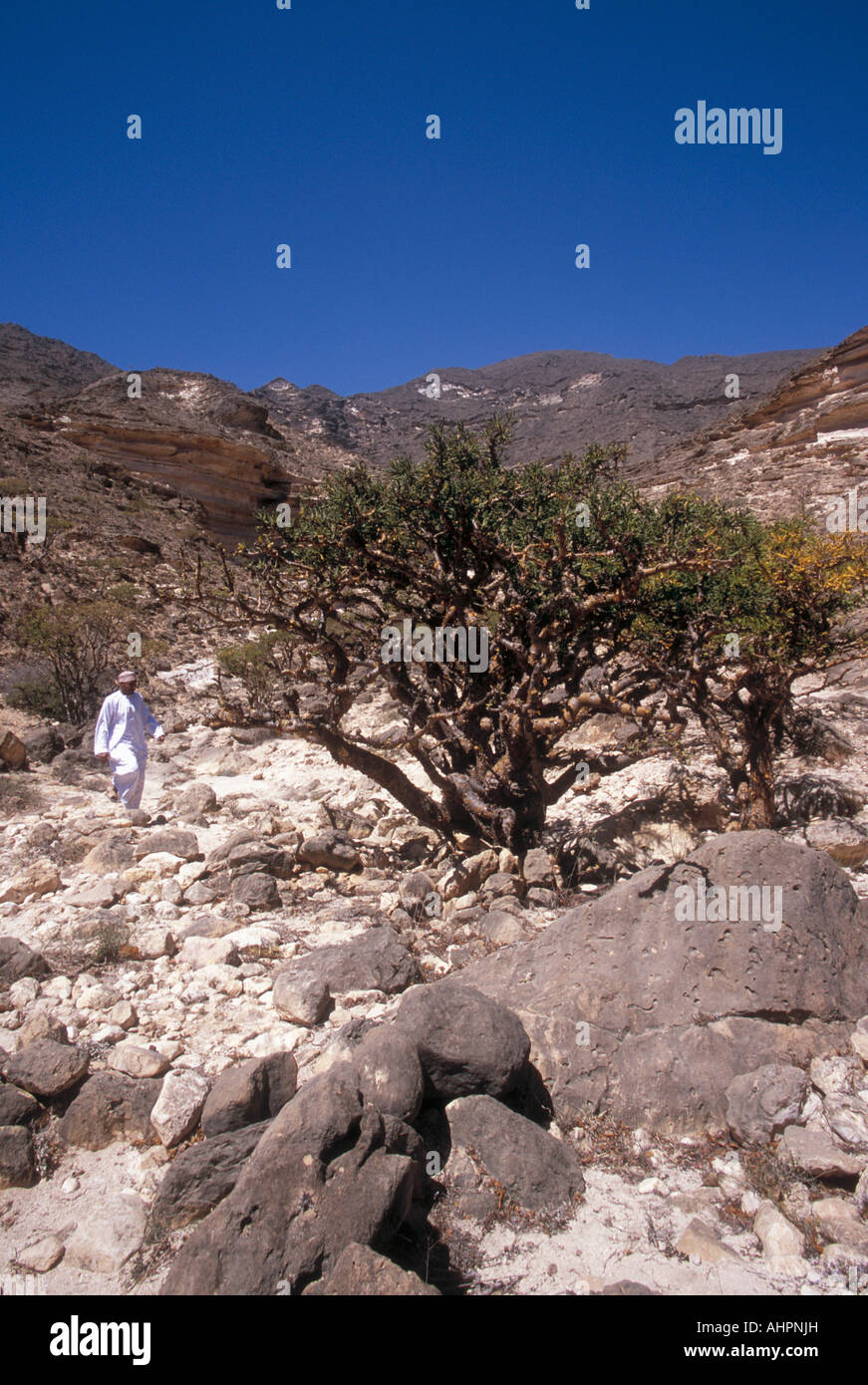 Oman Dhofar Frankincense Tree Stockfotos & Oman Dhofar Frankincense ...