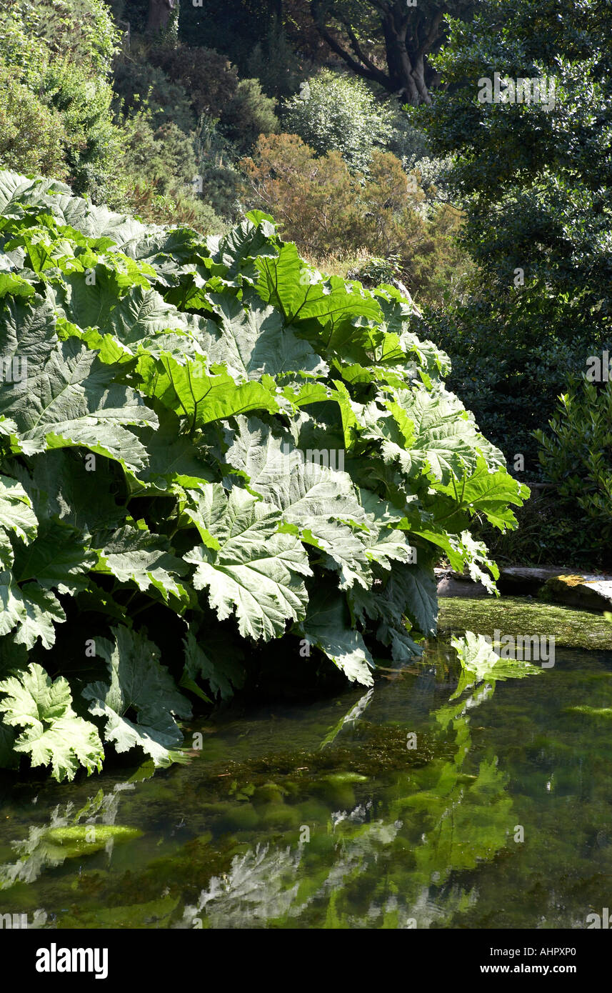 Gunnera Manicata verlässt Devon England Europa uk Stockfotografie - Alamy