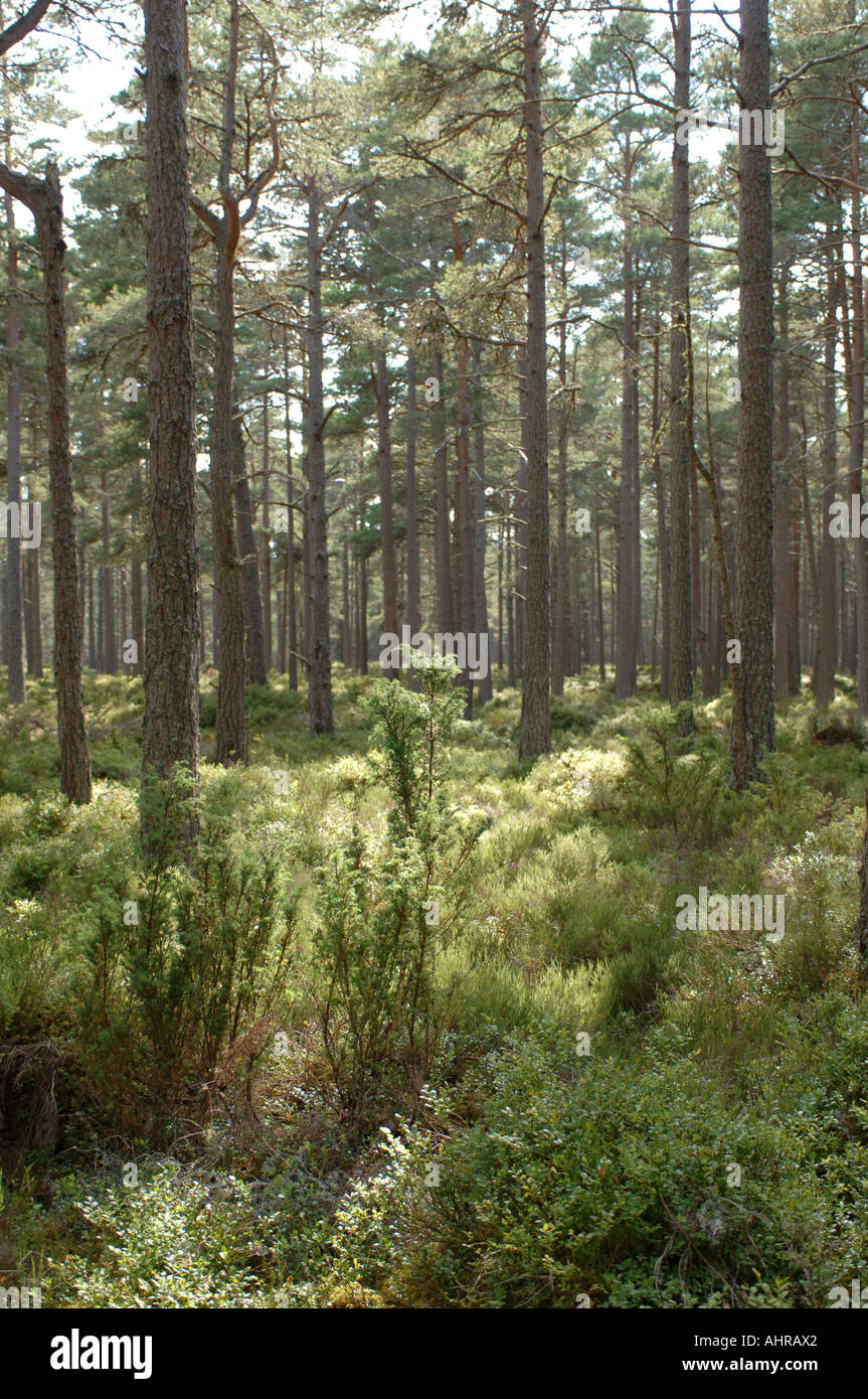 Loch Garten Native Pinewood Strathspey Stockfotografie - Alamy