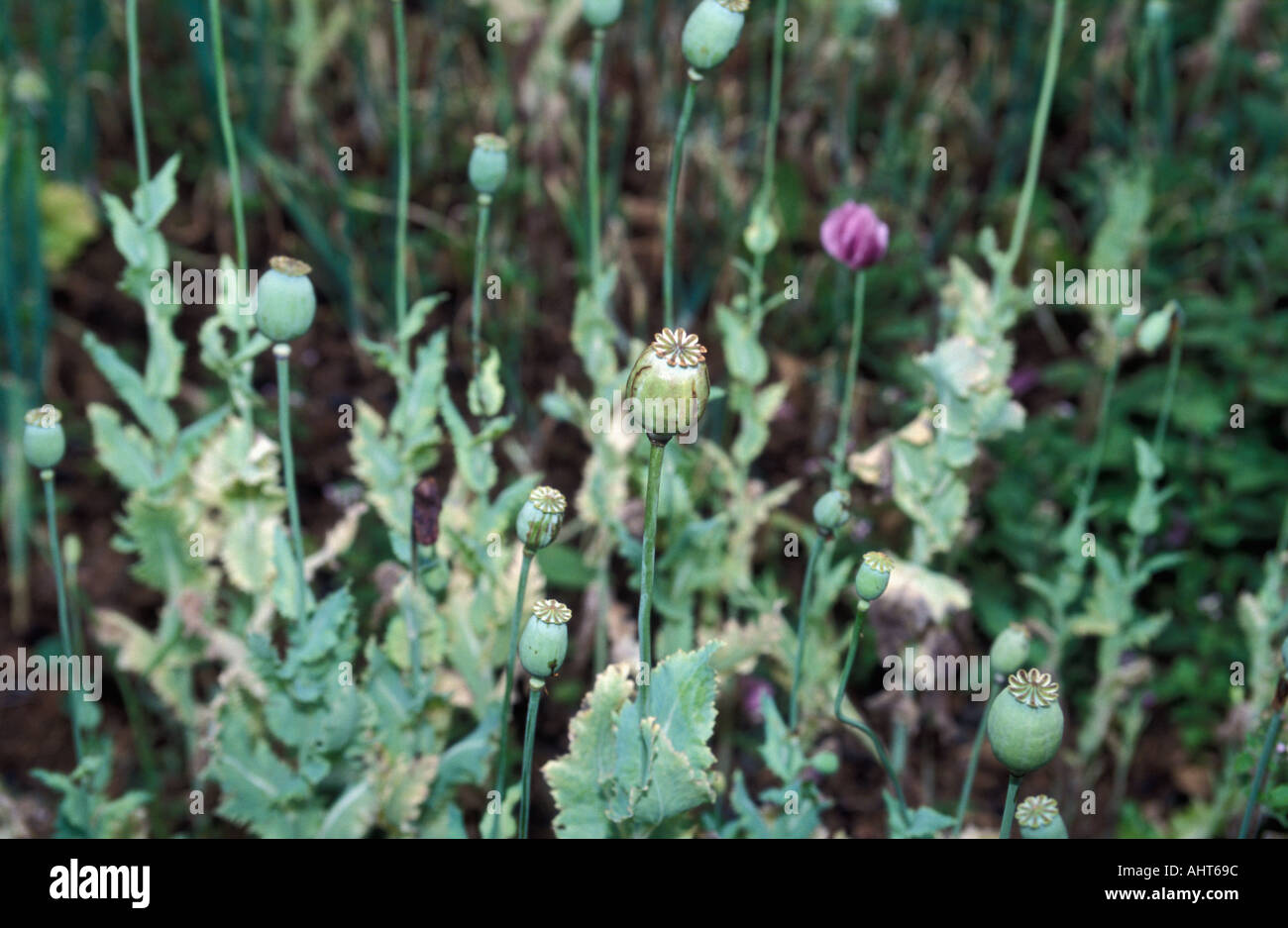 Laos poppy opium heroin -Fotos und -Bildmaterial in hoher Auflösung – Alamy