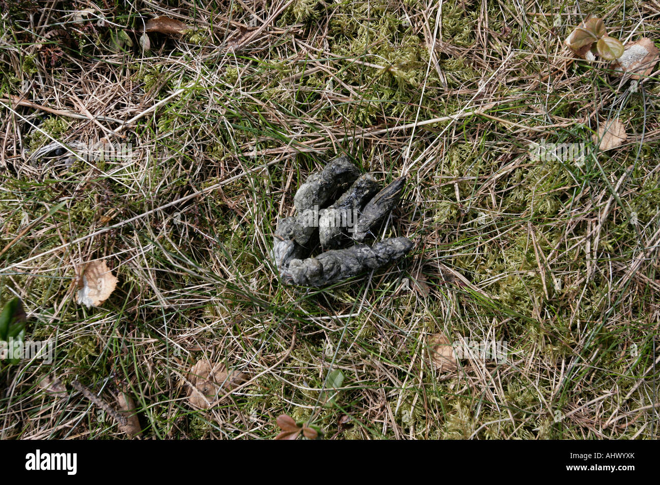 Marder Martes Martes Schottland Kot Stockfotografie - Alamy