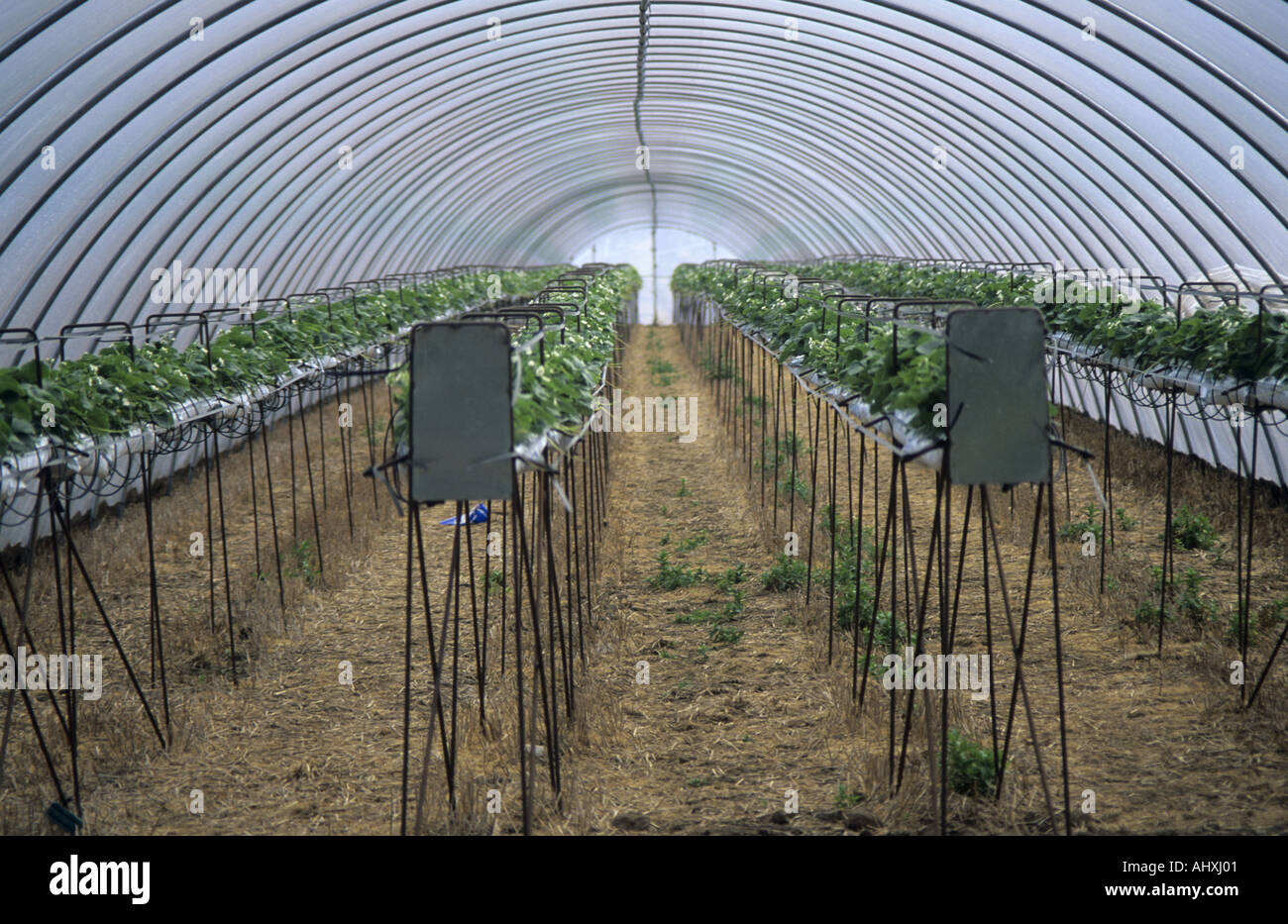 Polytunnel inside -Fotos und -Bildmaterial in hoher Auflösung – Alamy