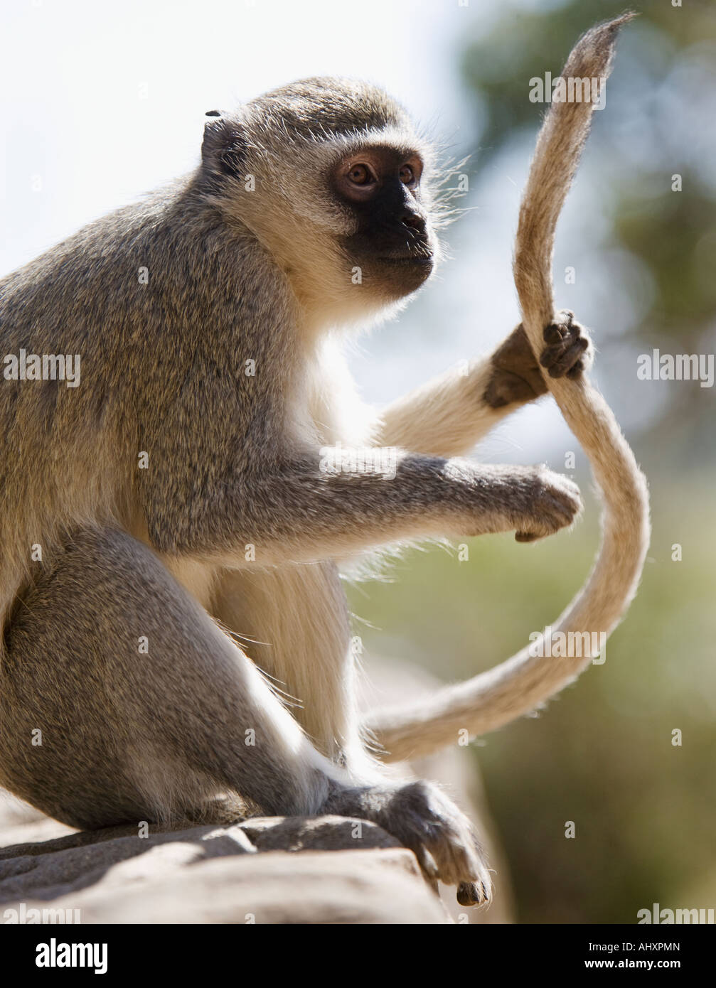 Affe afrika -Fotos und -Bildmaterial in hoher Auflösung – Alamy