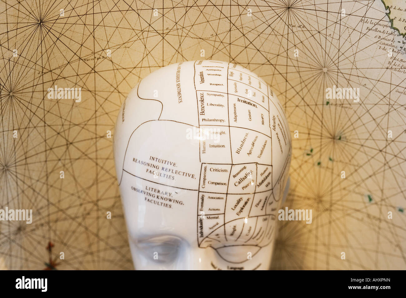 Phrenologie diagramm -Fotos und -Bildmaterial in hoher Auflösung – Alamy