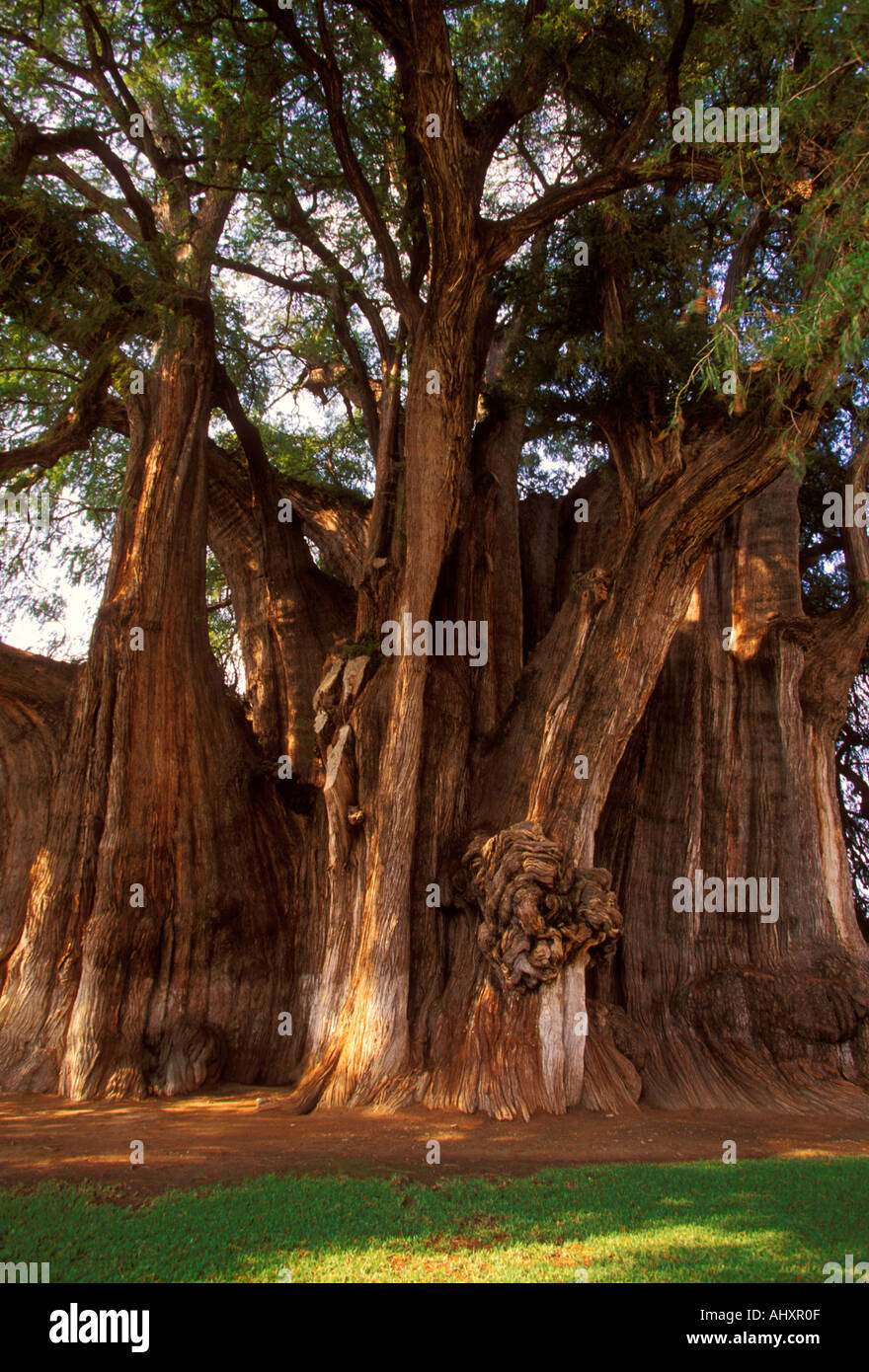 Tule Baum, Baum, Ahuehuete Ahuehuete Zypressen, Zypressen, Baum ...