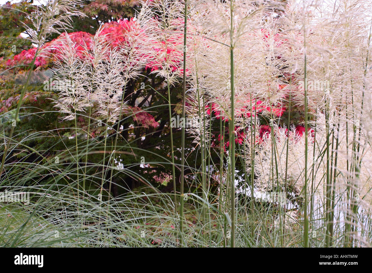 Pampas Grass oder Uruguayisches Pampas Grass (Cortaderia selloana) mit ...