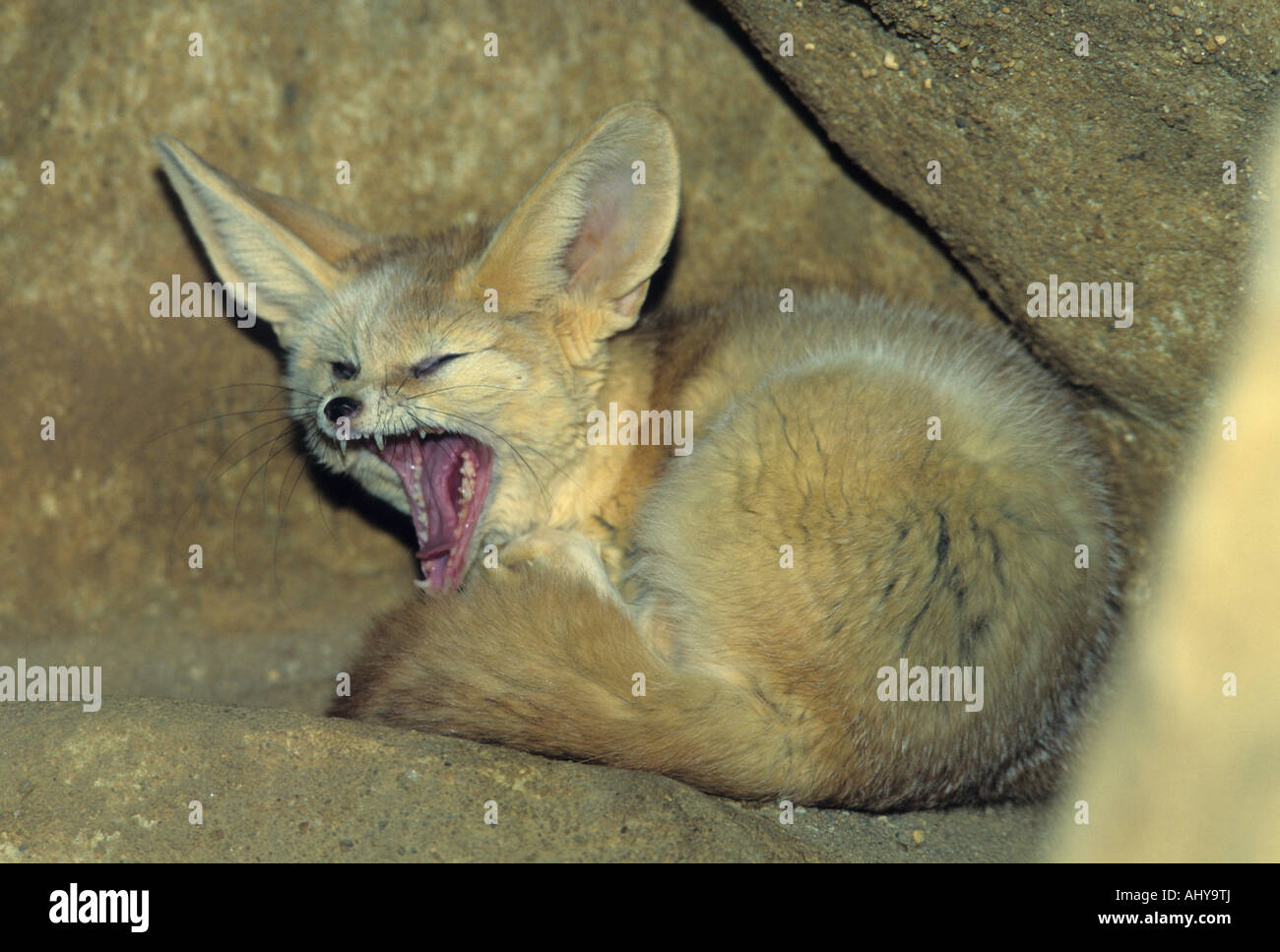Wüstenfuchs nordafrika -Fotos und -Bildmaterial in hoher Auflösung – Alamy