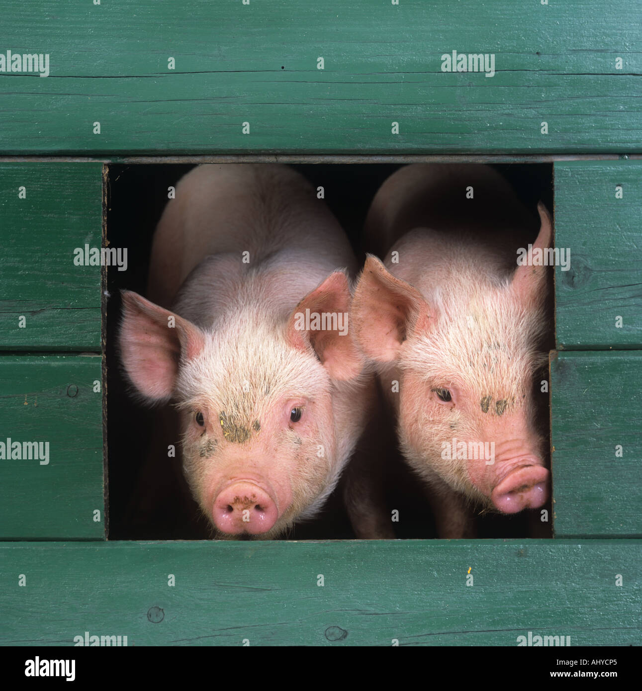 Rosa ferkel -Fotos und -Bildmaterial in hoher Auflösung – Alamy