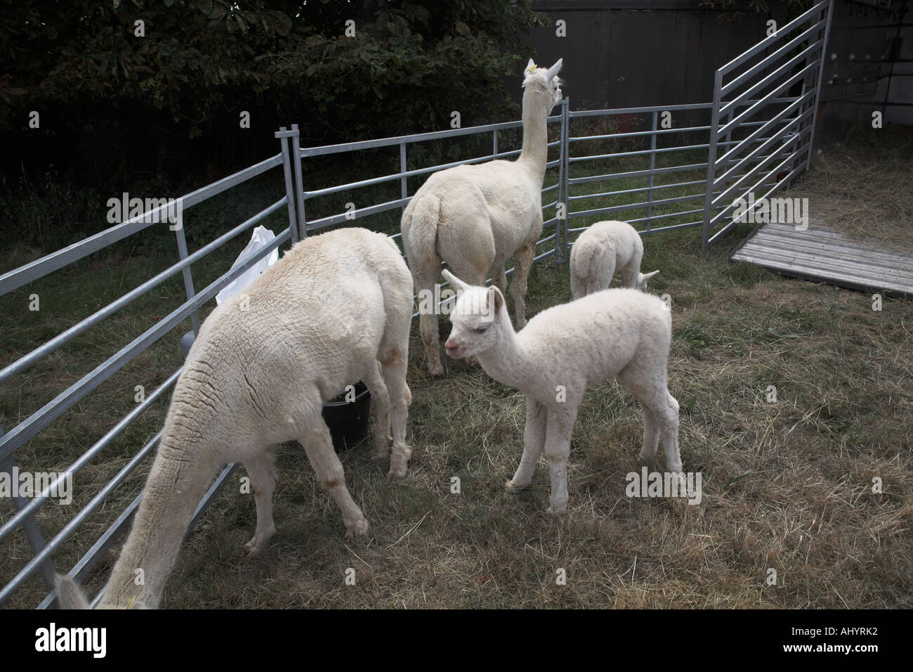 Baby lamas -Fotos und -Bildmaterial in hoher Auflösung – Alamy