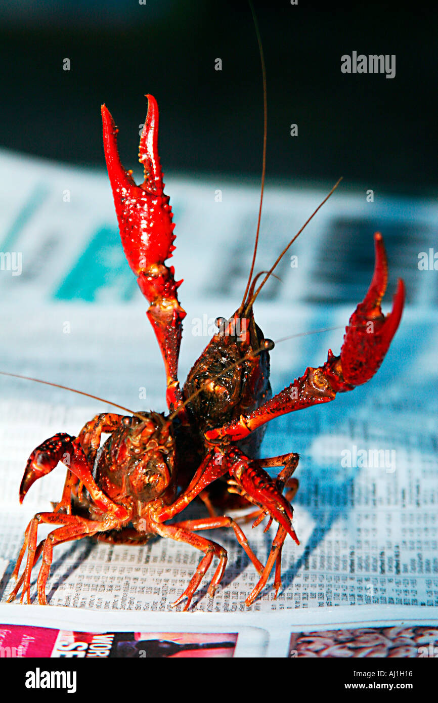 Mach den crawdaddy -Fotos und -Bildmaterial in hoher Auflösung – Alamy