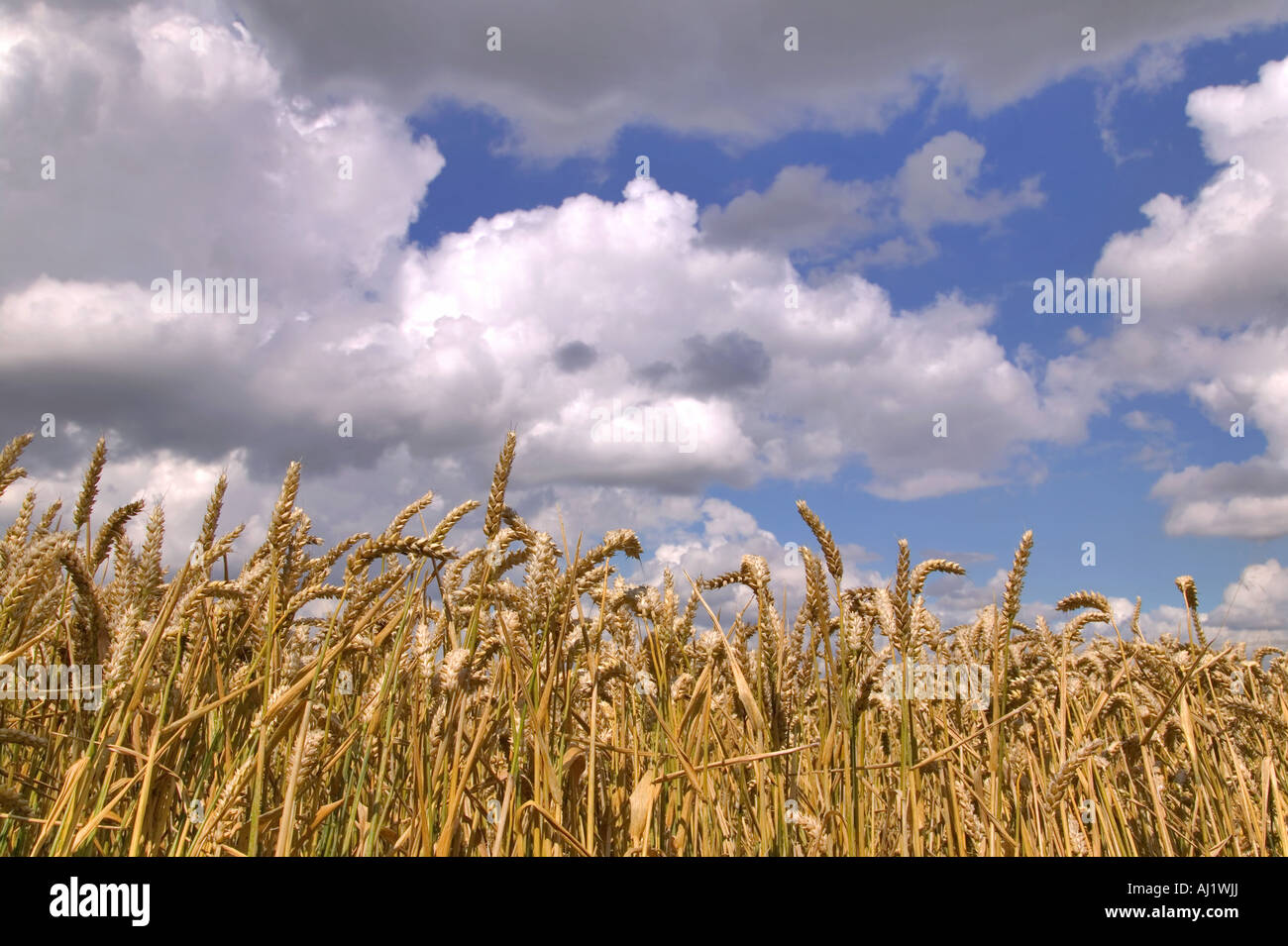 Weizenfeld bei bewölktem Himmel blau Stockfotografie - Alamy
