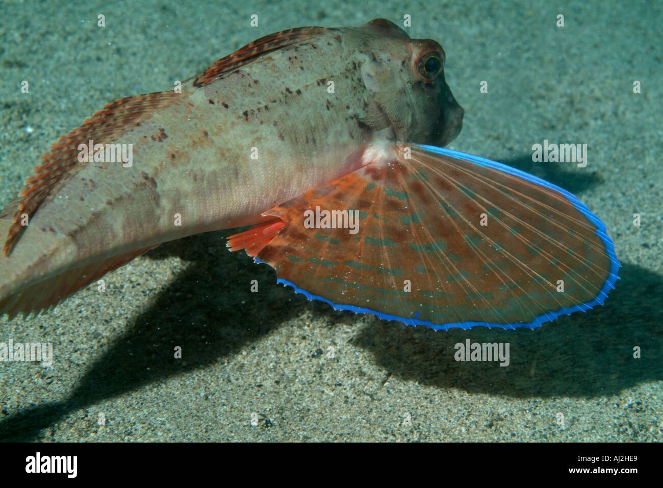 Knurrhahn fisch -Fotos und -Bildmaterial in hoher Auflösung – Alamy