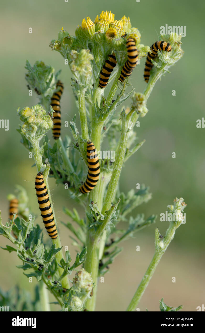Gelbe und schwarze raupe -Fotos und -Bildmaterial in hoher Auflösung ...
