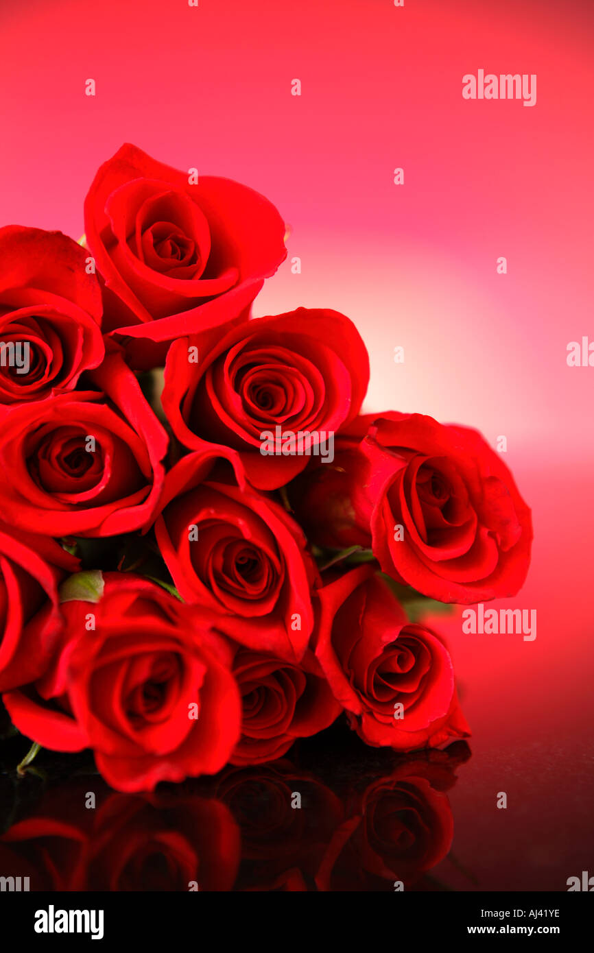 Langstielige rote rosen -Fotos und -Bildmaterial in hoher Auflösung – Alamy