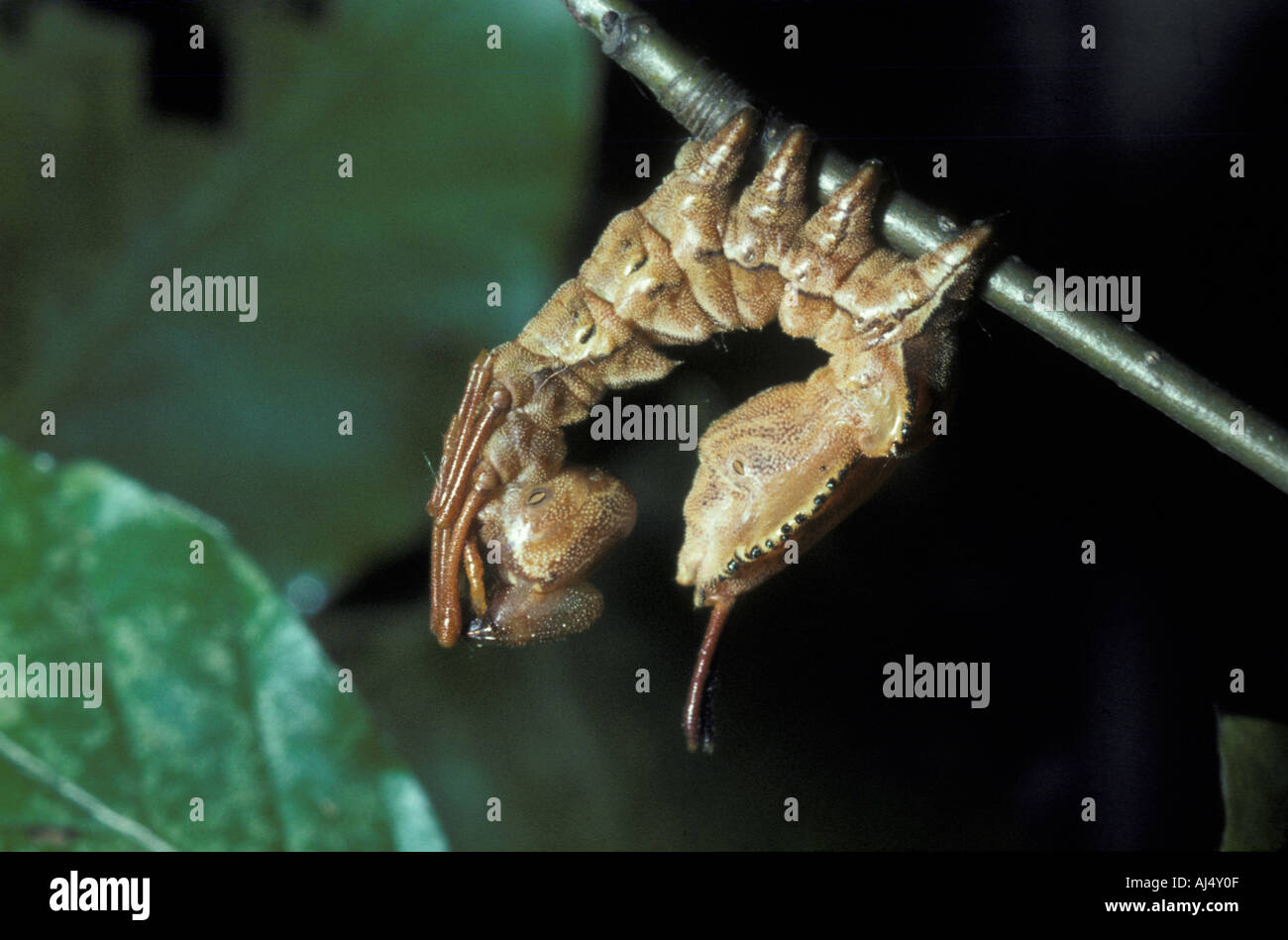 Hummer Moth Stauropus Fagi Larve Raupe Stockfotografie - Alamy