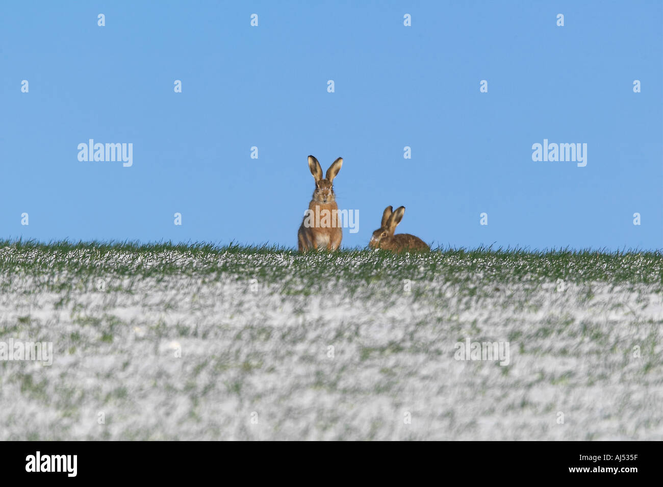 Breeding hare -Fotos und -Bildmaterial in hoher Auflösung – Alamy