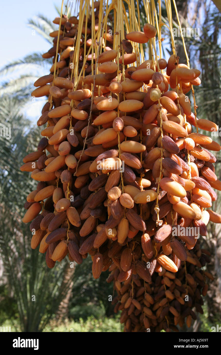 Tozeur dates tunisia -Fotos und -Bildmaterial in hoher Auflösung – Alamy