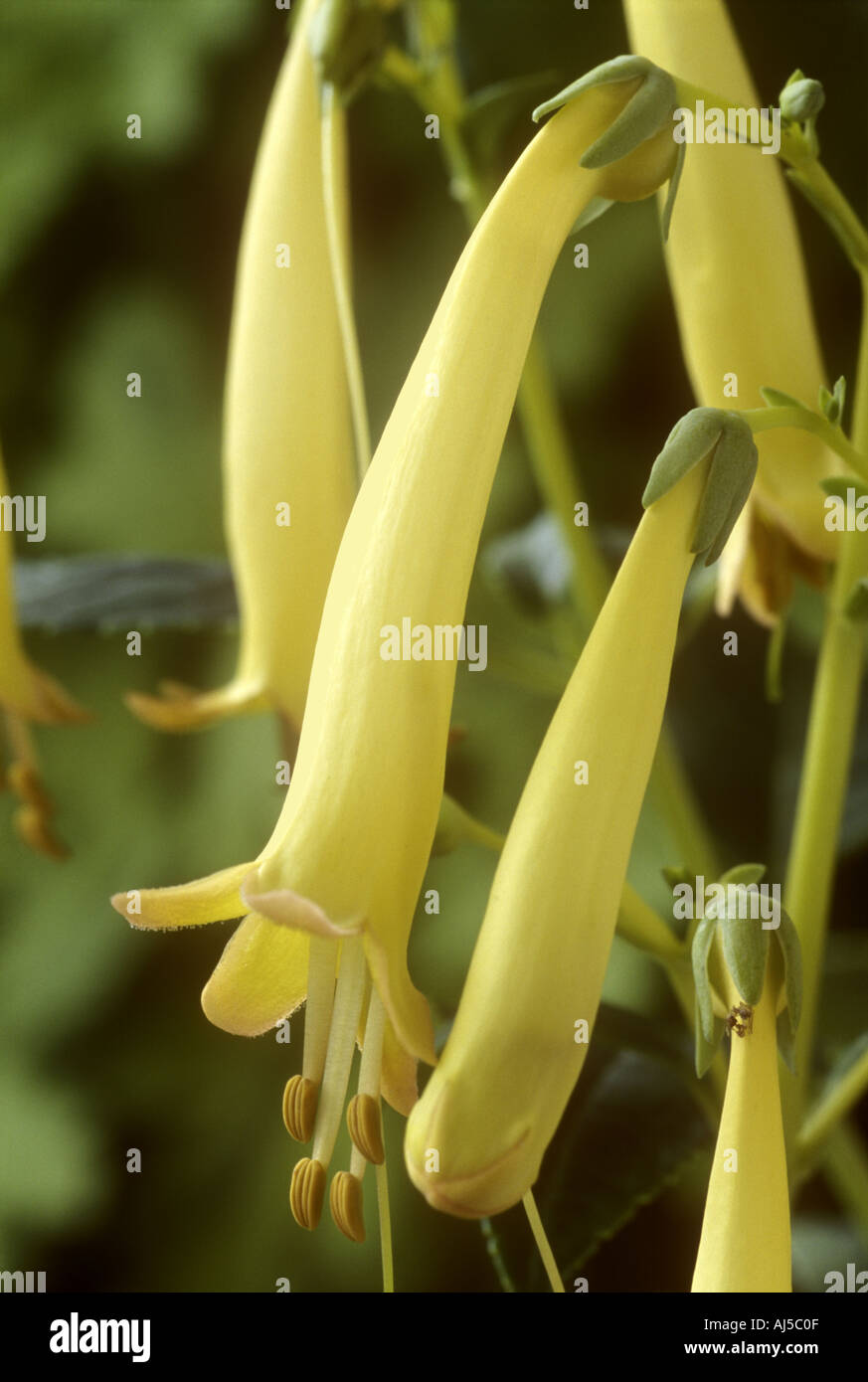Phygelius rectus -Fotos und -Bildmaterial in hoher Auflösung – Alamy