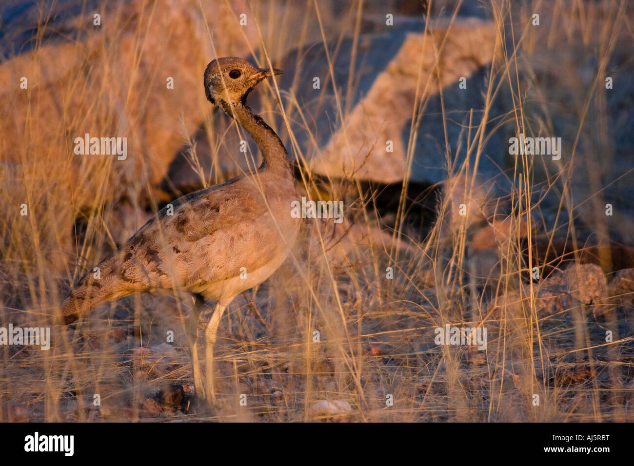 Ruppells korhaan -Fotos und -Bildmaterial in hoher Auflösung – Alamy