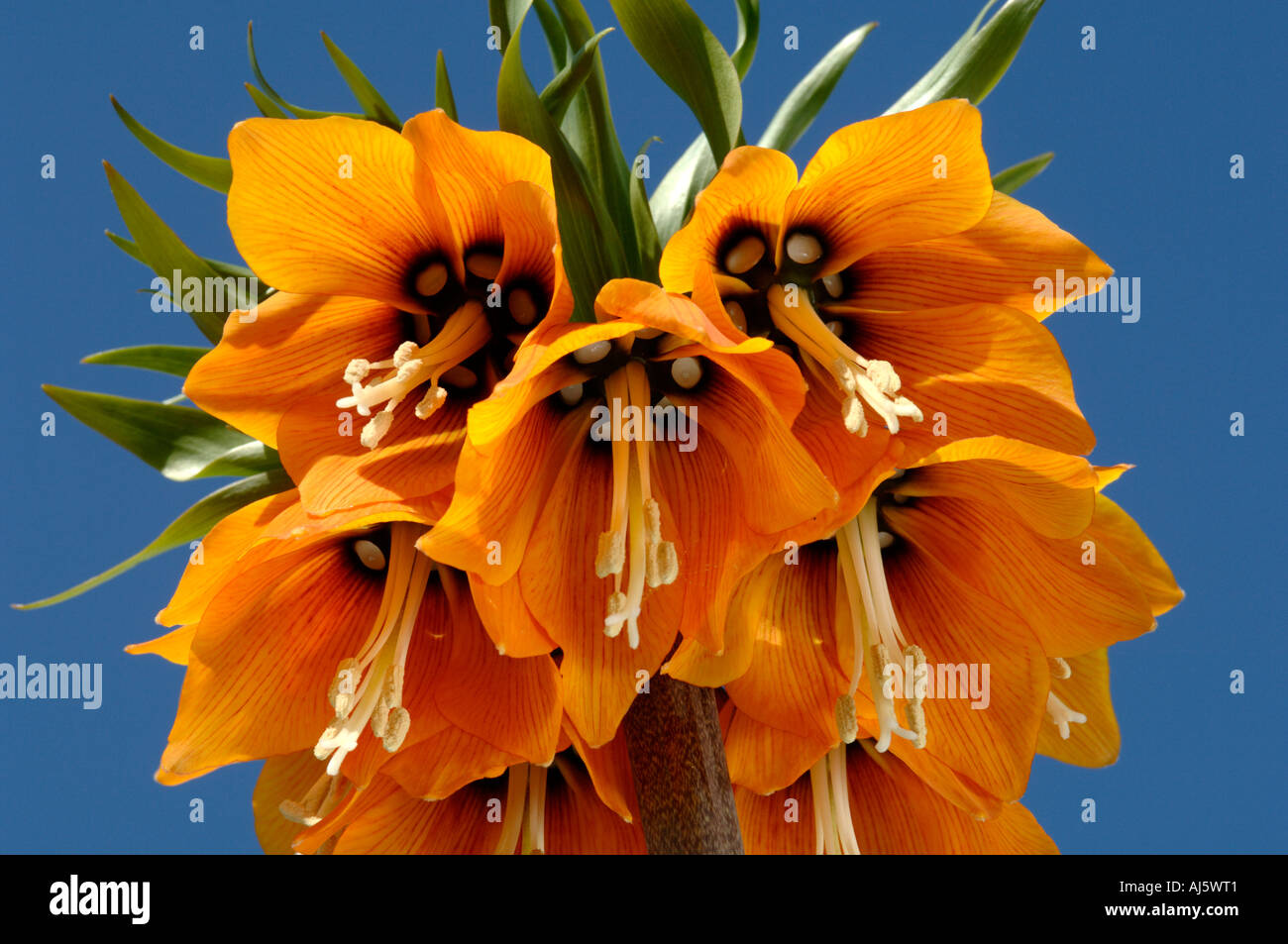Stink lily -Fotos und -Bildmaterial in hoher Auflösung – Alamy