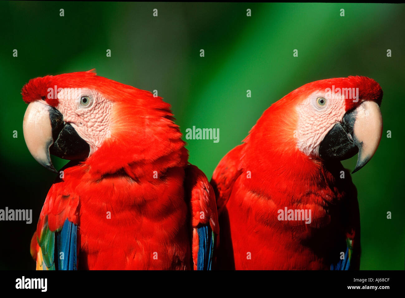 Ara rot -Fotos und -Bildmaterial in hoher Auflösung – Alamy