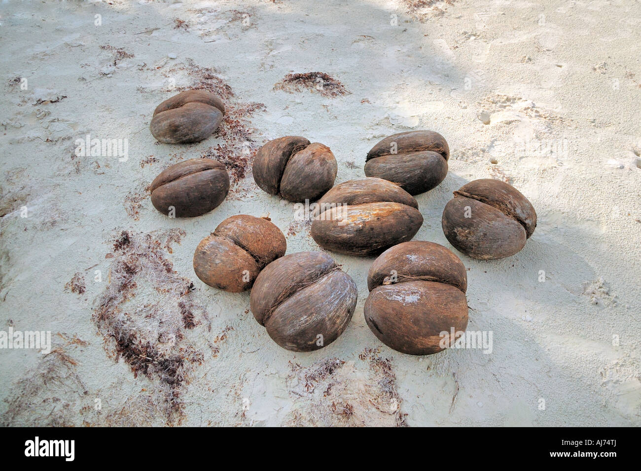Coco de mer -Fotos und -Bildmaterial in hoher Auflösung – Alamy