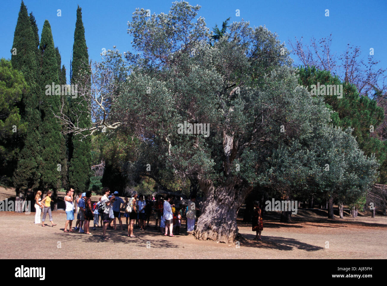 Touristen, die 1200 Jahre alte Olive Tree Brijuni Nationalpark Brijuni ...