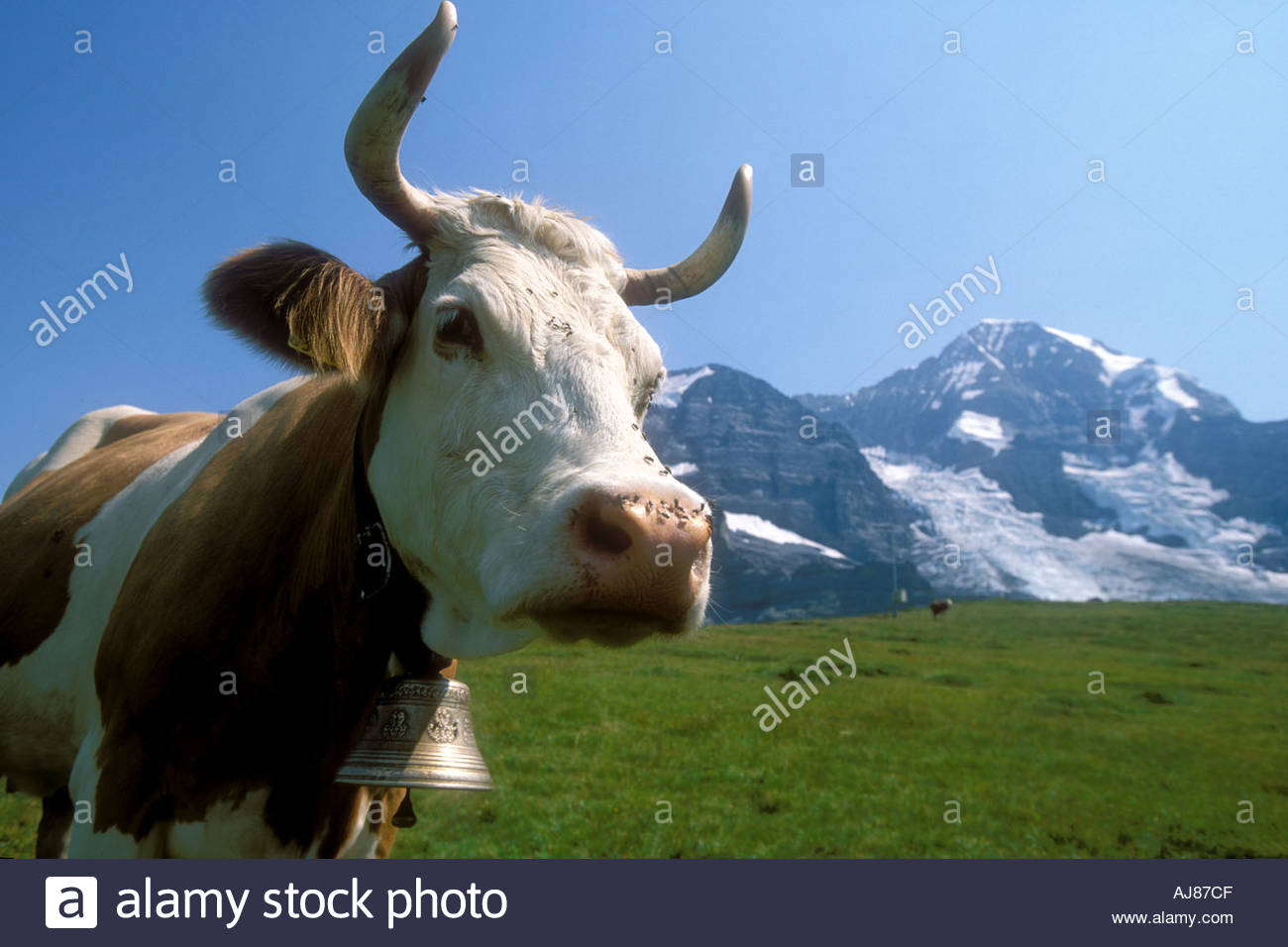 Simmental Kühe Stockfotos & Simmental Kühe Bilder - Alamy