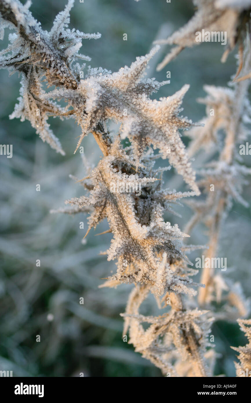 Distelblatt frostkristalle -Fotos und -Bildmaterial in hoher Auflösung ...