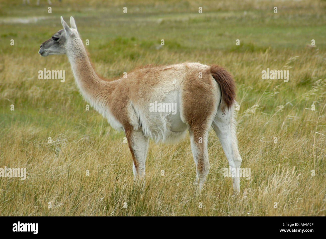Guanako Weiden in Patagonien Pampa Stockfotografie - Alamy