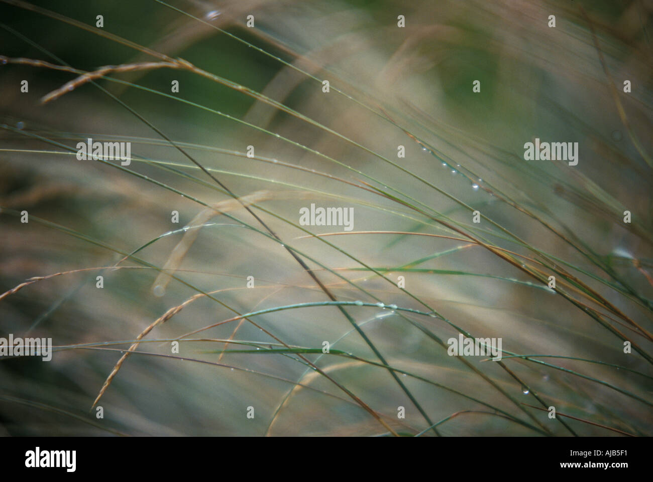 Gras halme -Fotos und -Bildmaterial in hoher Auflösung – Alamy