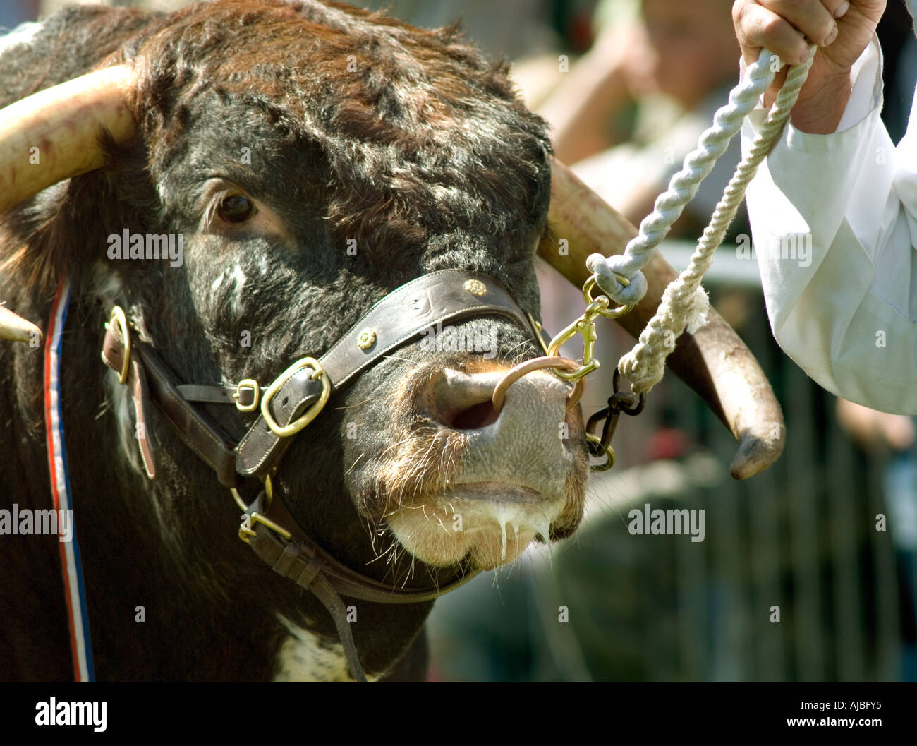 Nasenring im stier -Fotos und -Bildmaterial in hoher Auflösung – Alamy