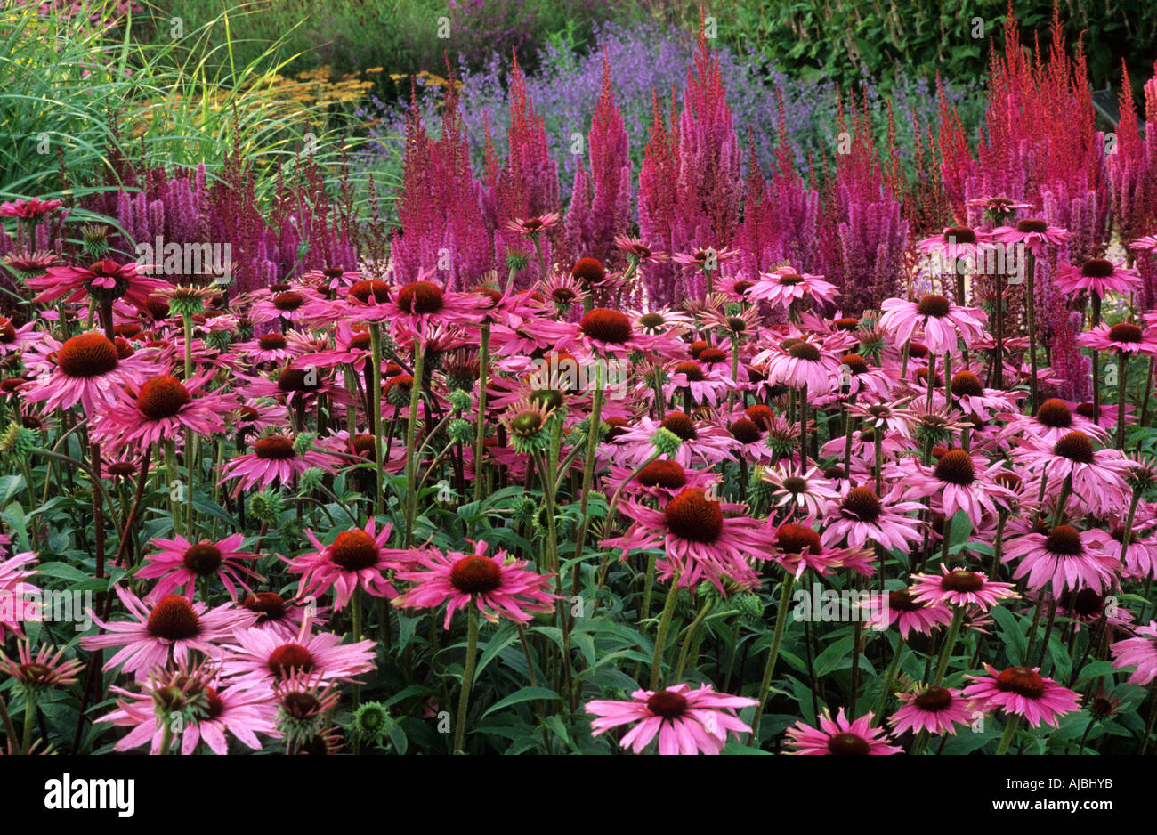 Pensthorpe Echinacea purpurea Now Astilbe Purpurlanze Millennium Garten ...