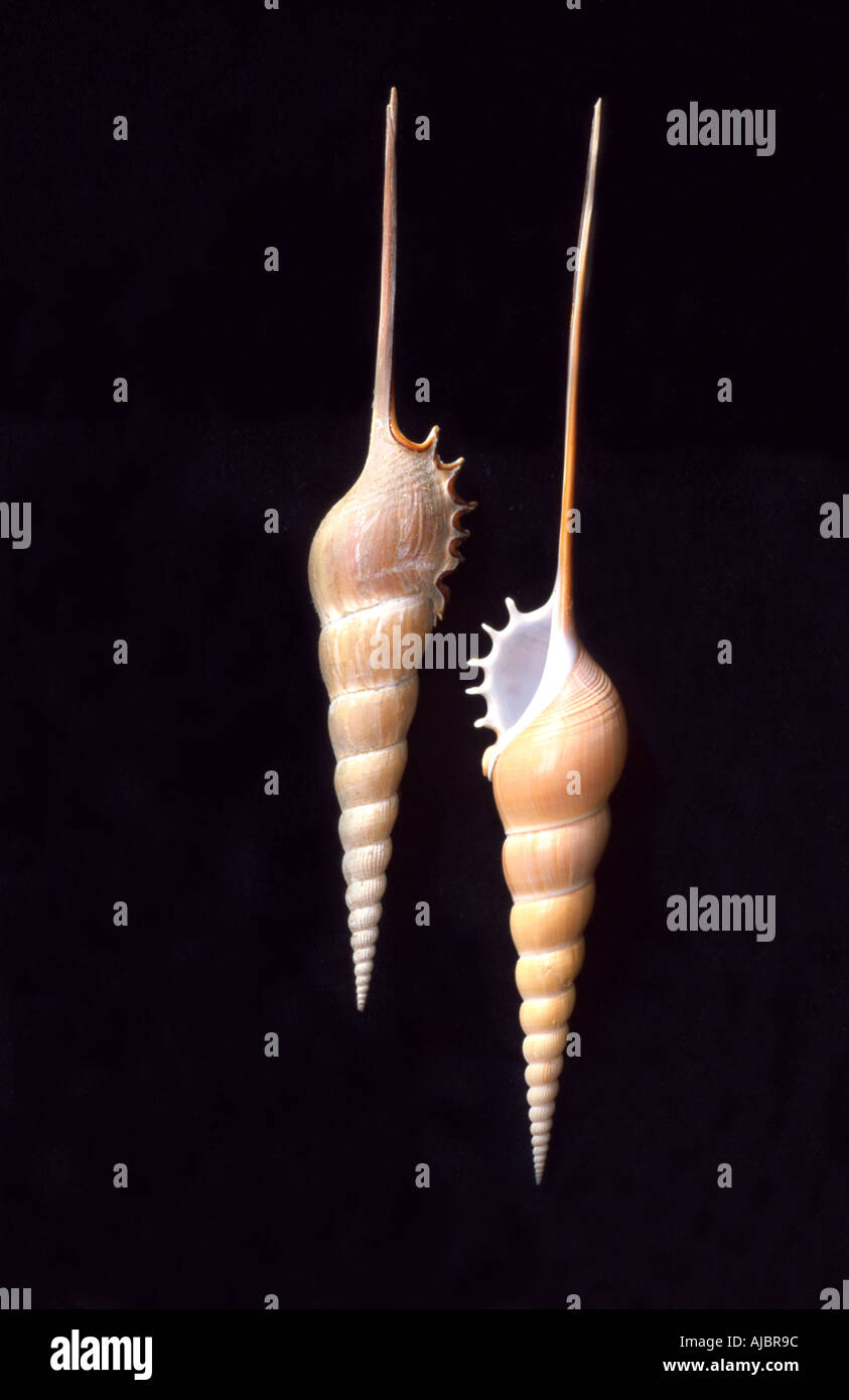 Spindel, Schienbein, Tibia Schienbein (Tibia Fusus), zwei ...